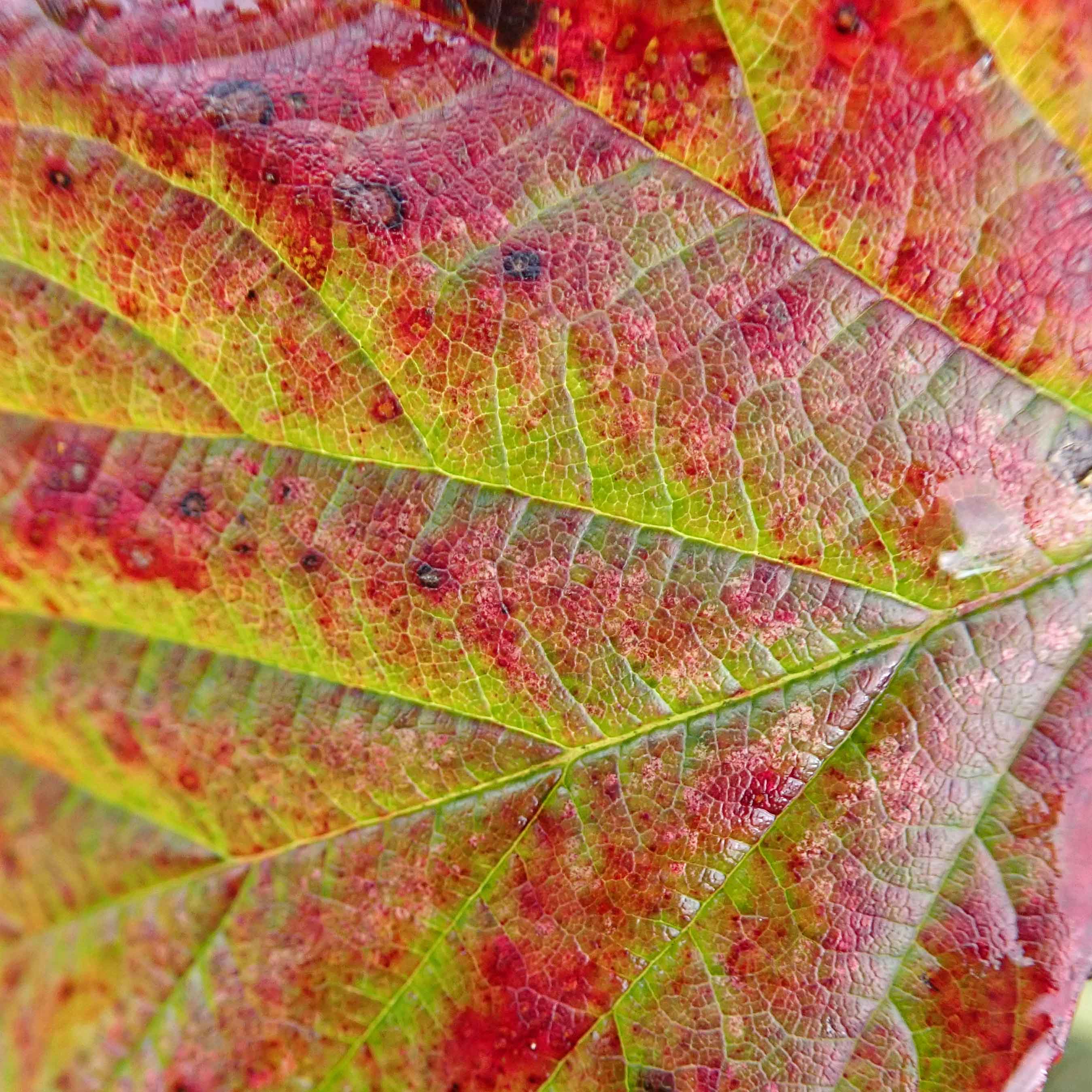317/366 Colour it bramble | earthstar