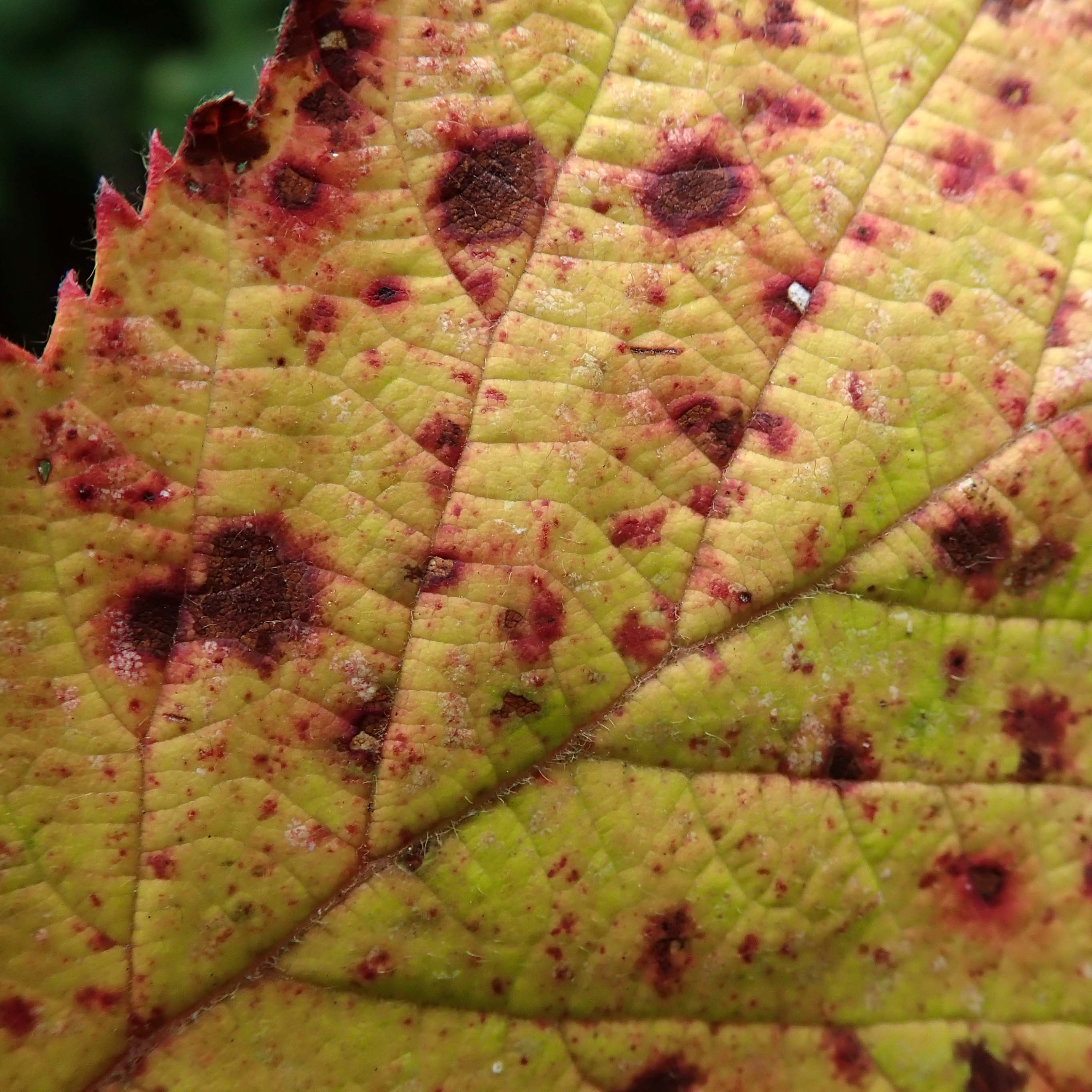 317/366 Colour it bramble | earthstar