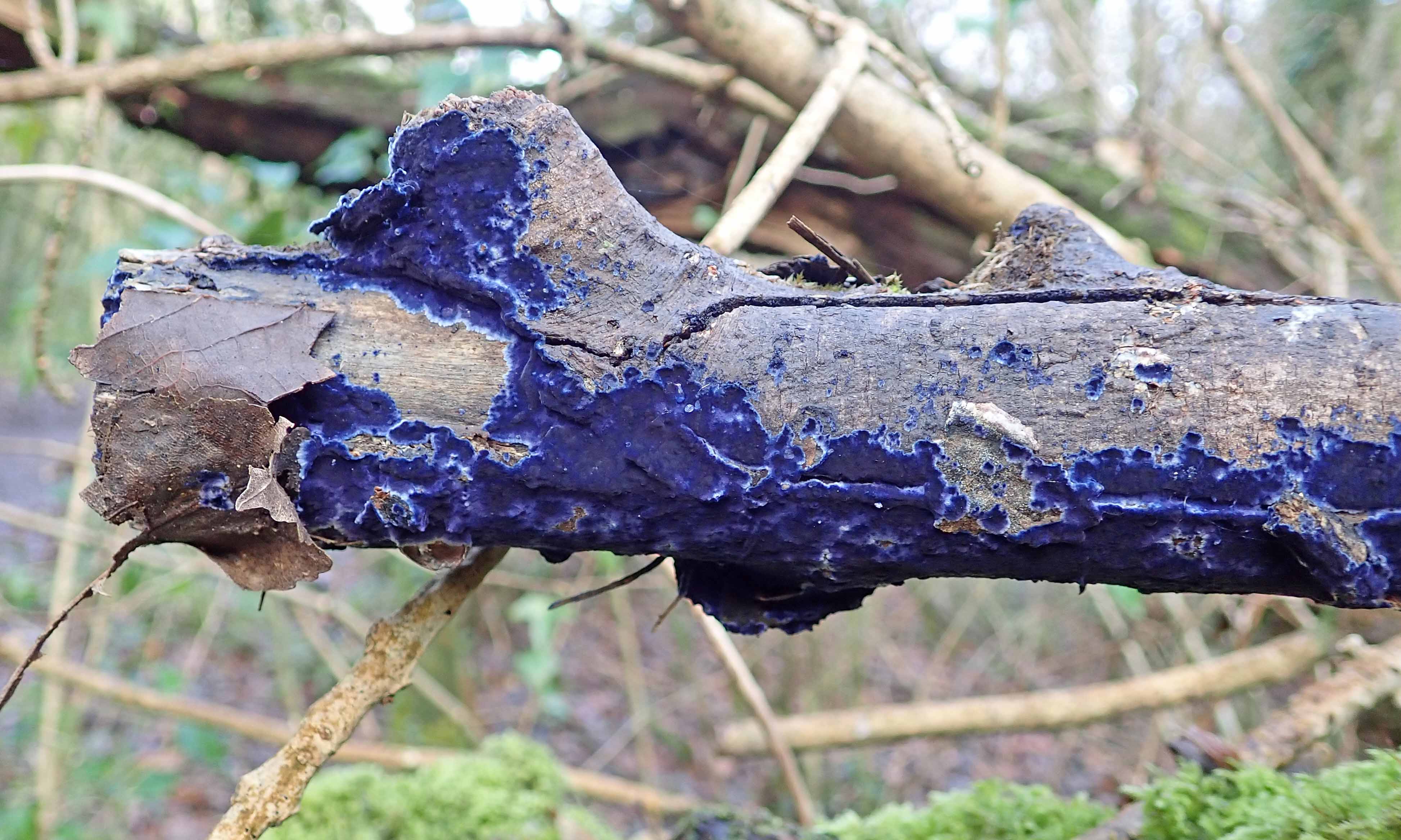 Cobalt crust | earthstar