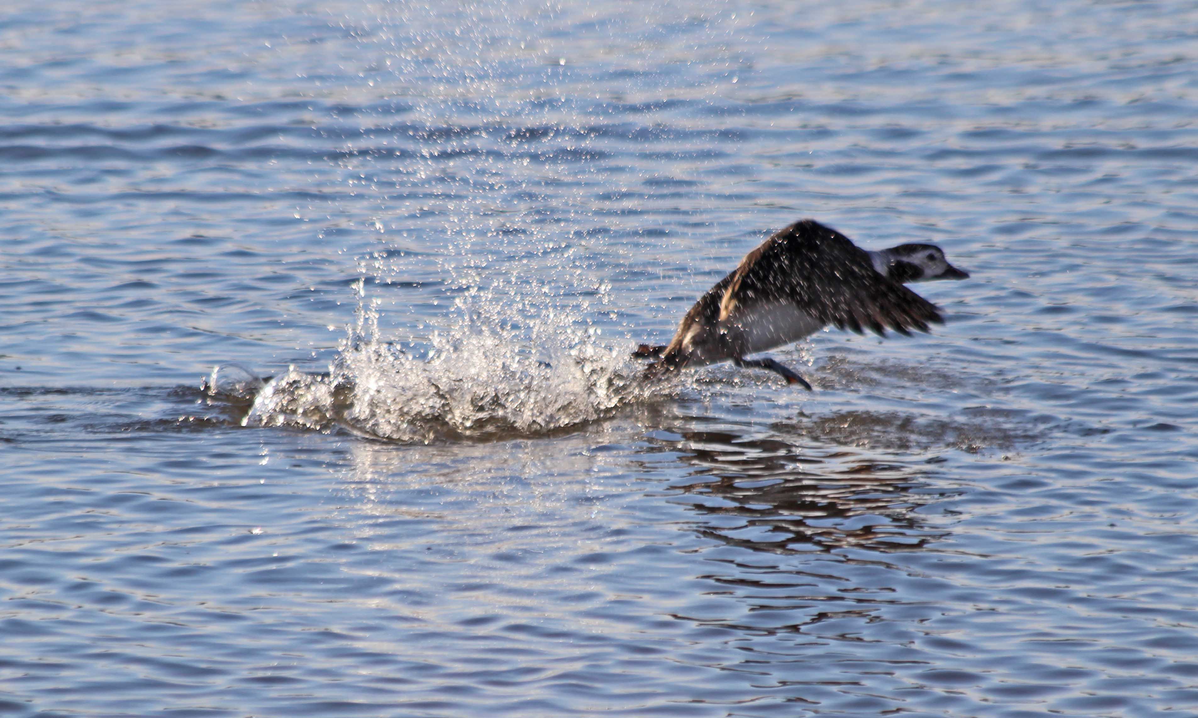 Long-tailed duck | earthstar