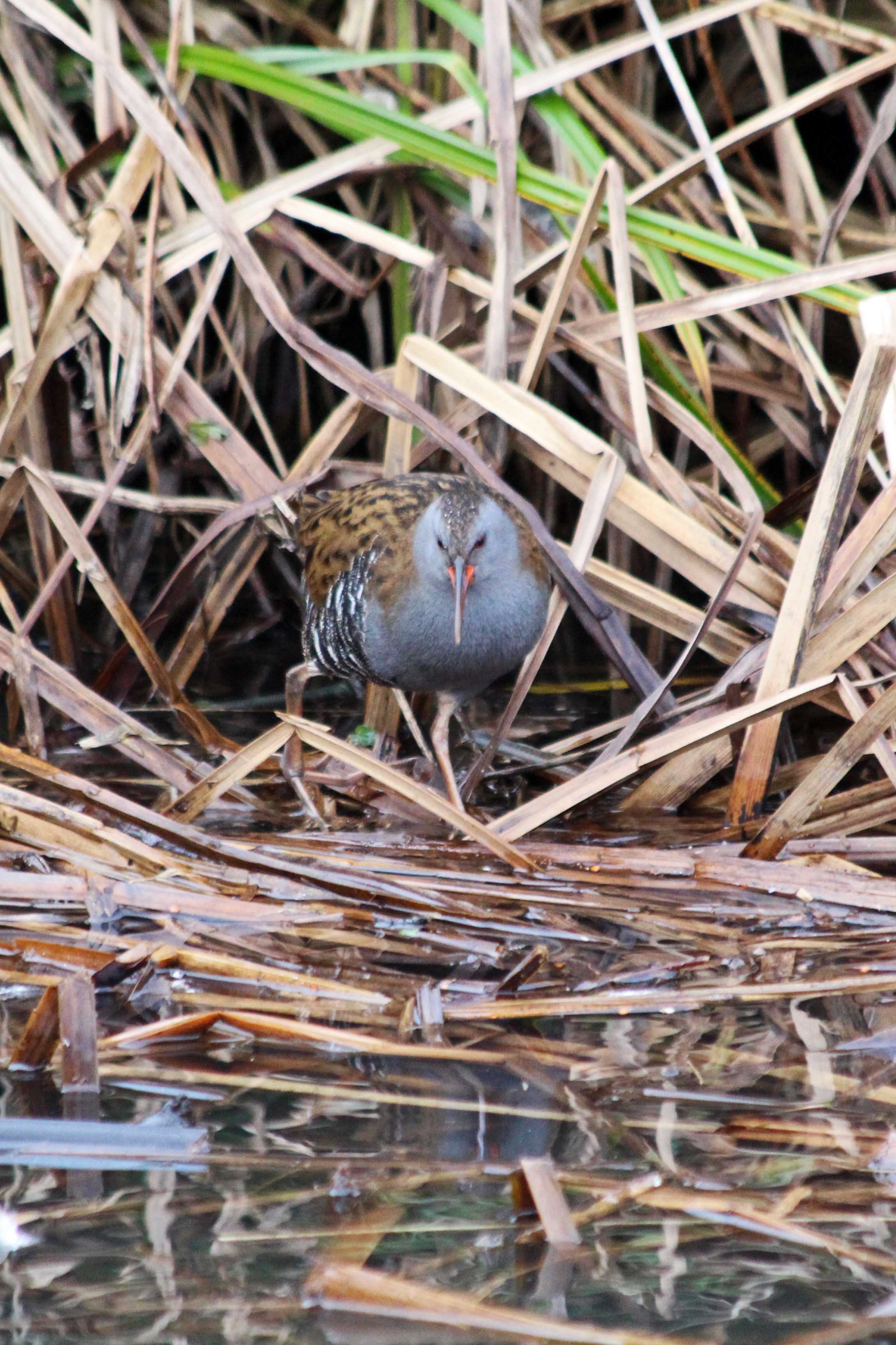 Water rail | earthstar