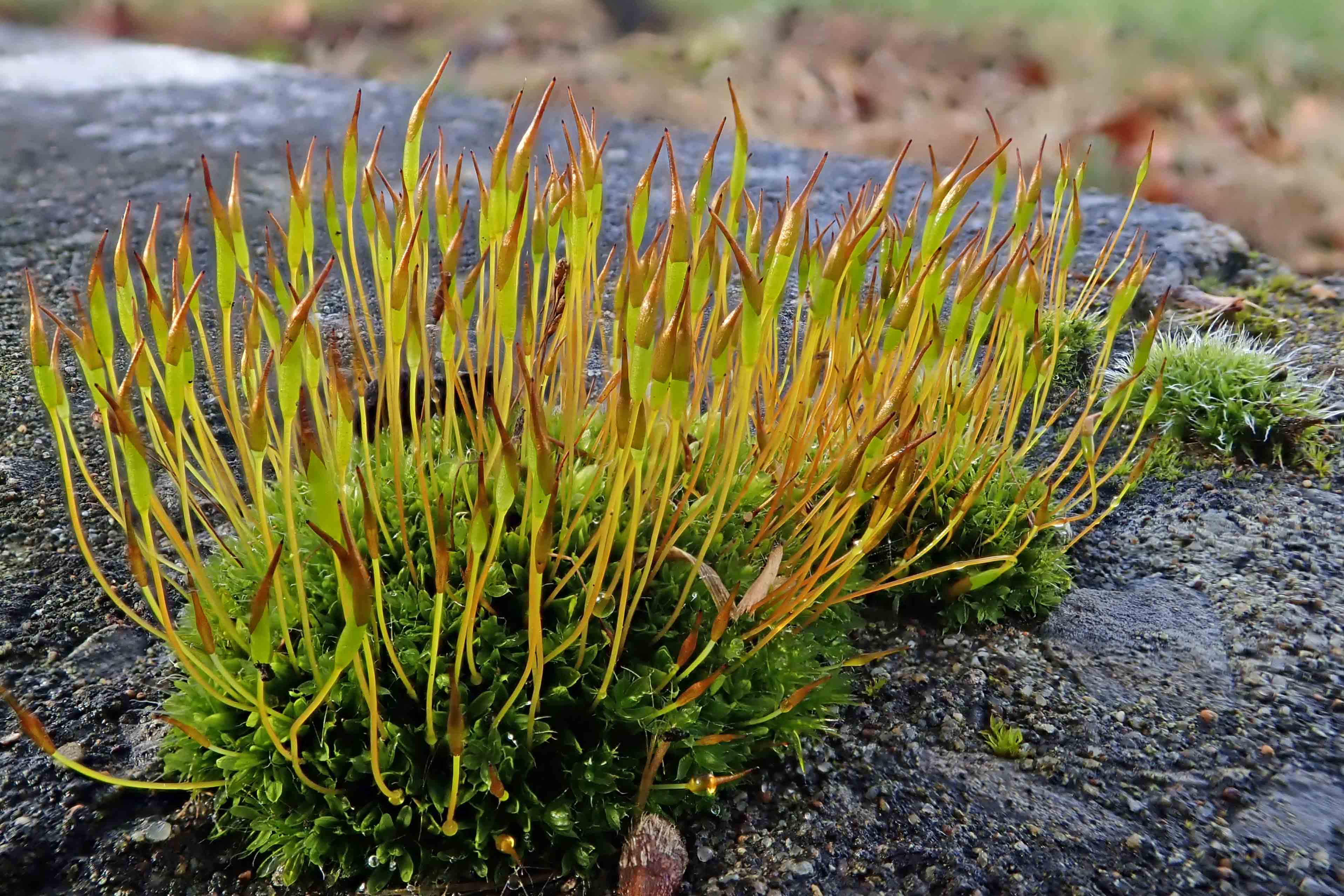 Common wall mosses | earthstar