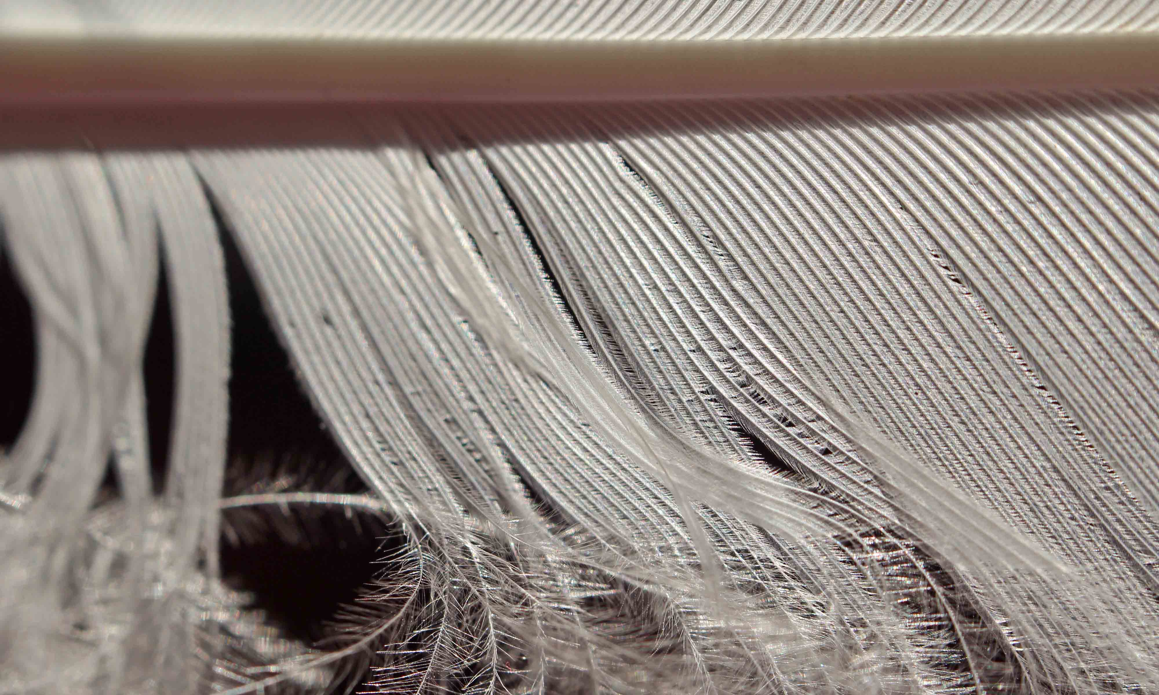 Feather: Swan | earthstar