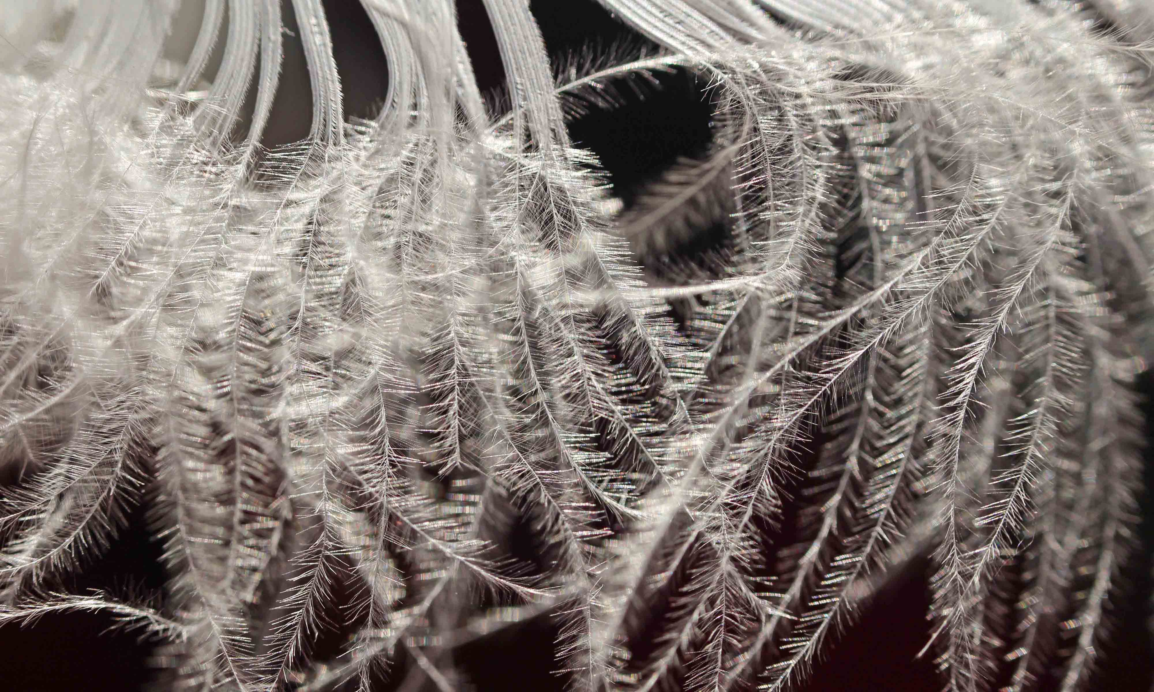 Feather: Swan | earthstar