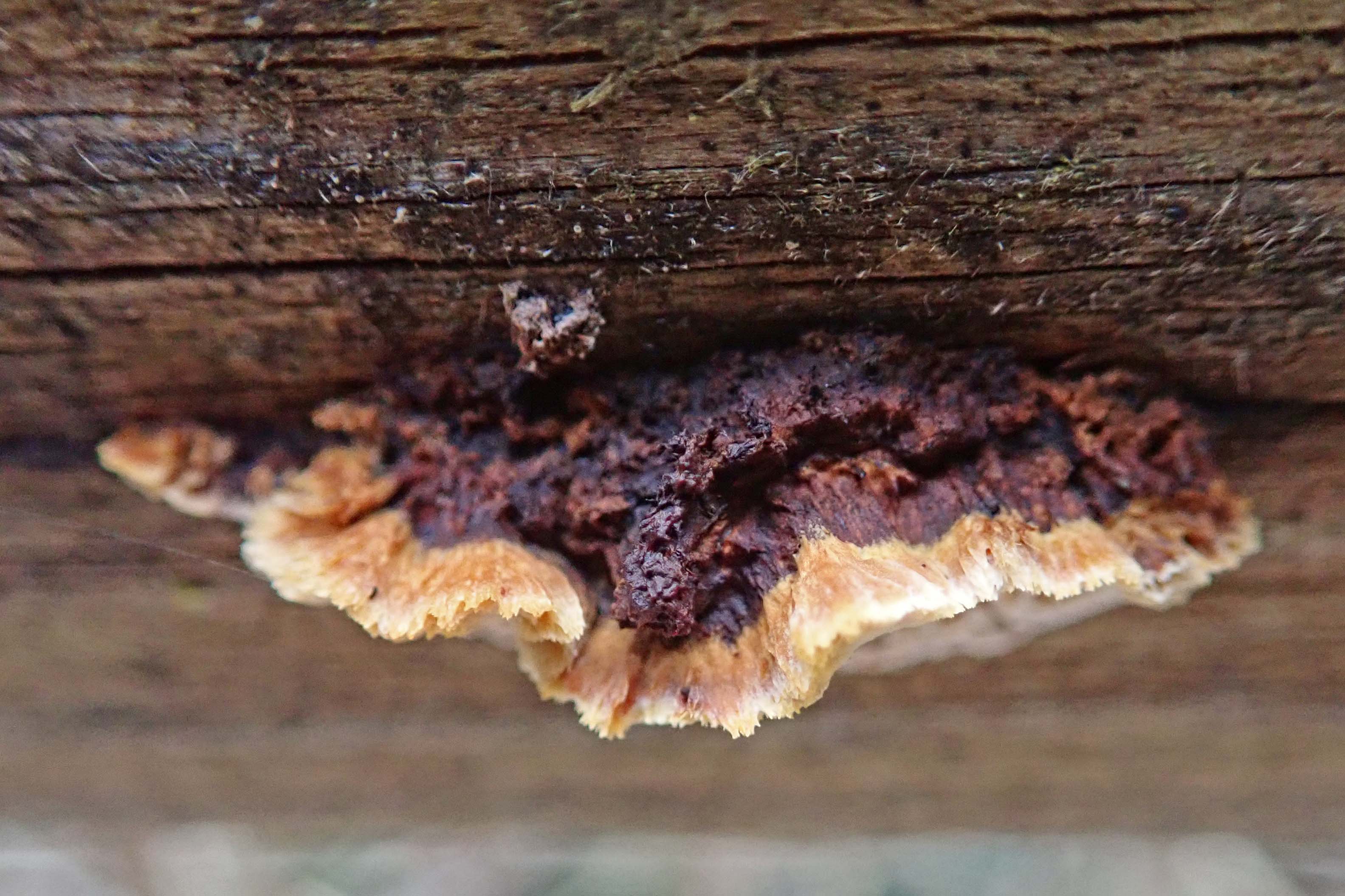 Rusty-gilled polypore | earthstar