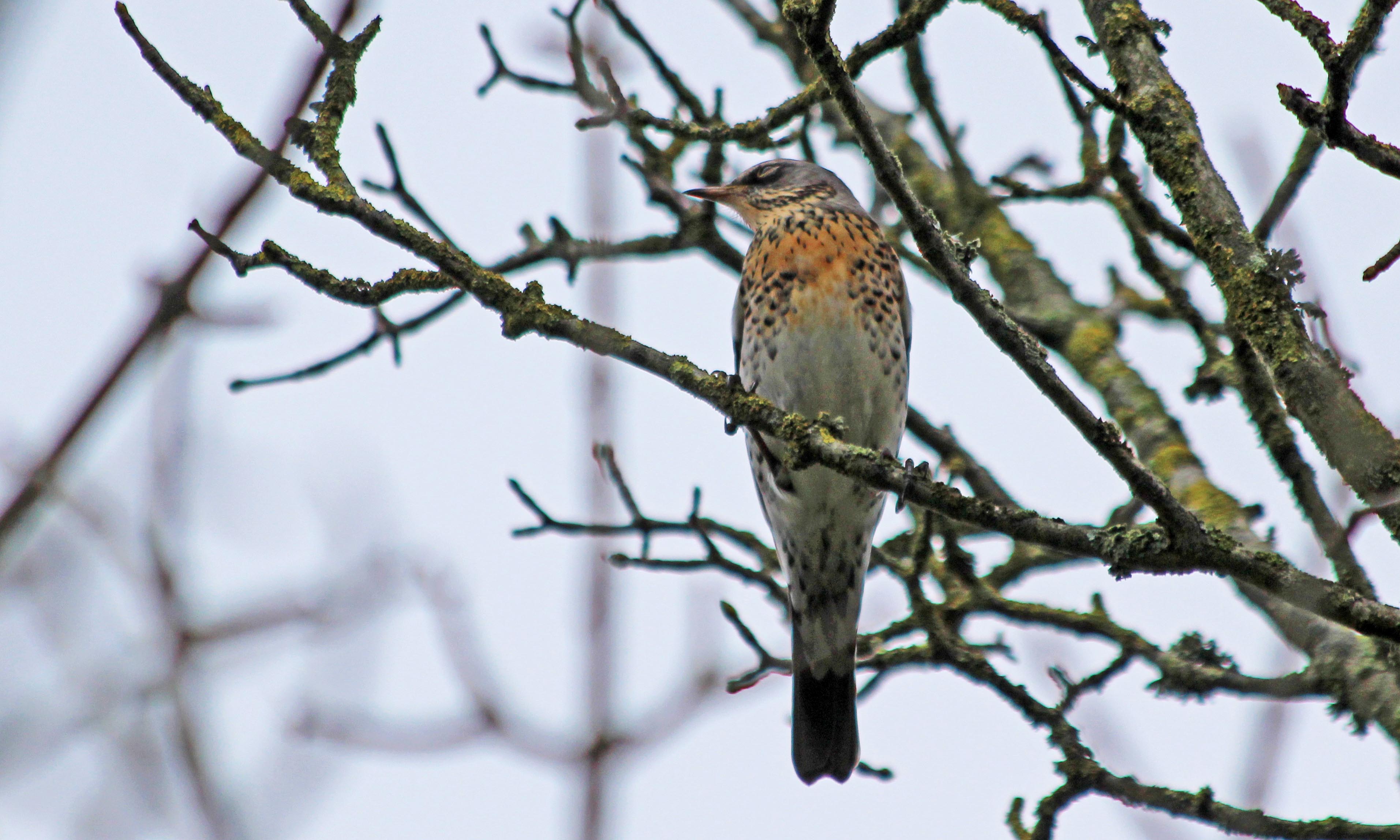 Farewell, Fieldfares | earthstar