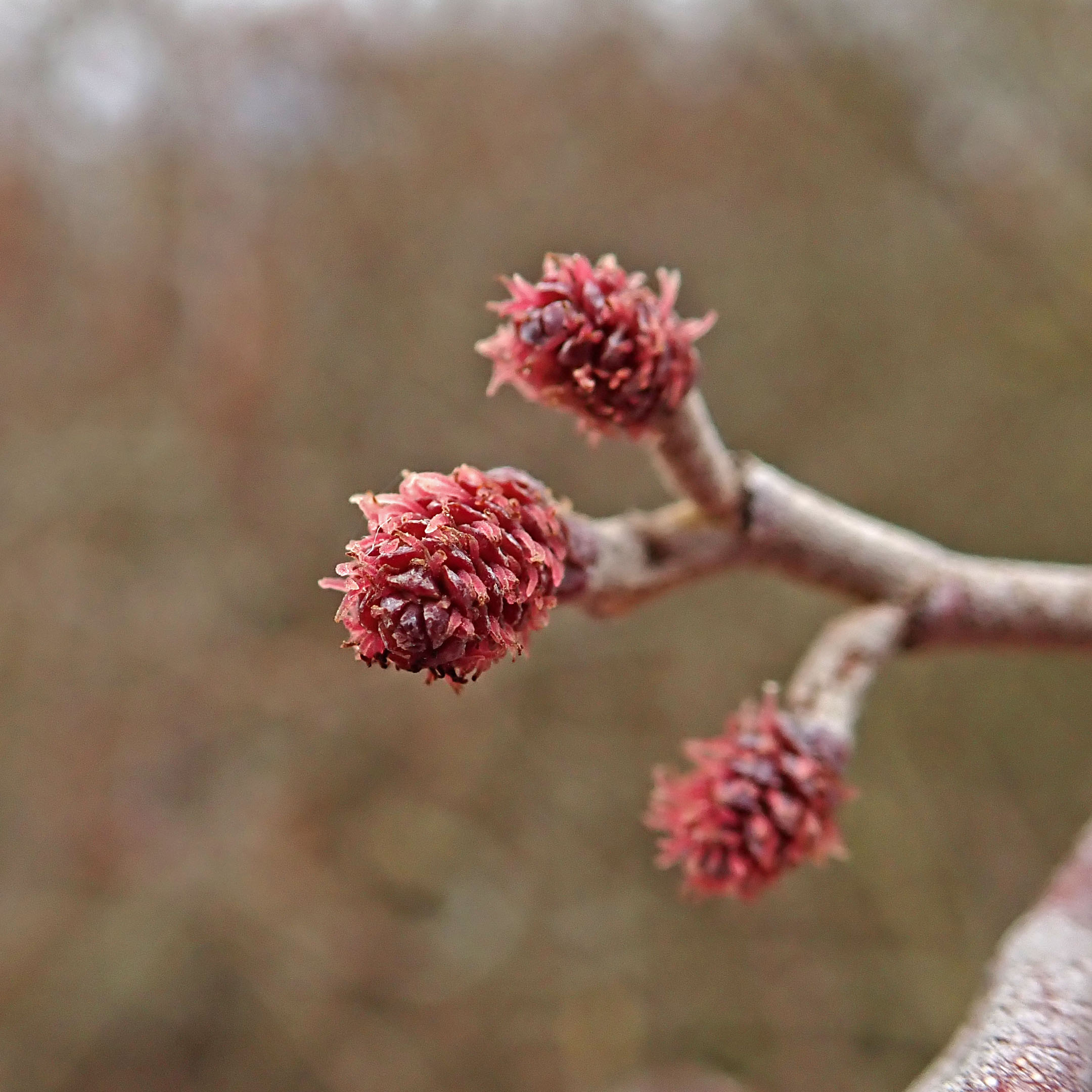 Alder flowers | earthstar