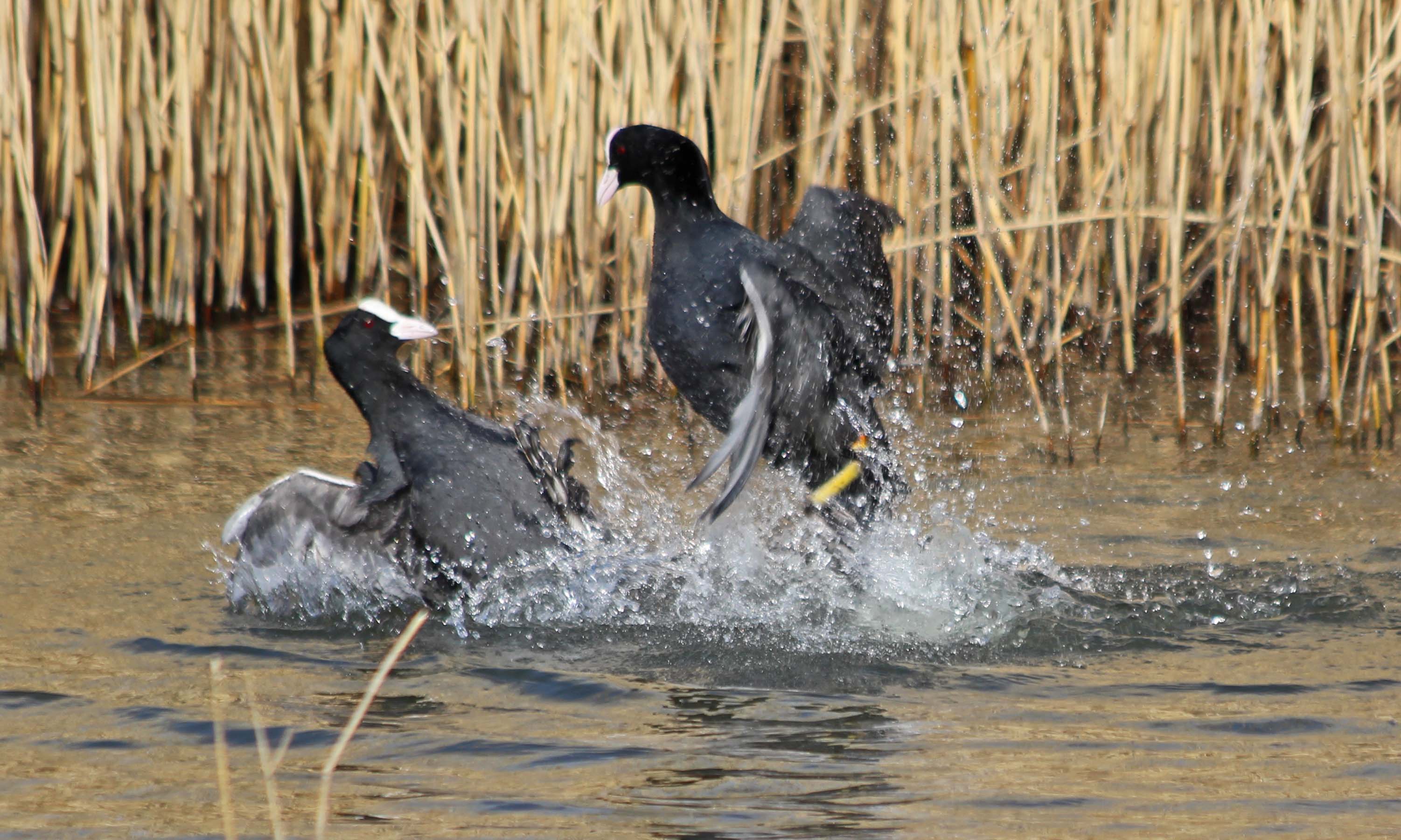 When Coots attack | earthstar