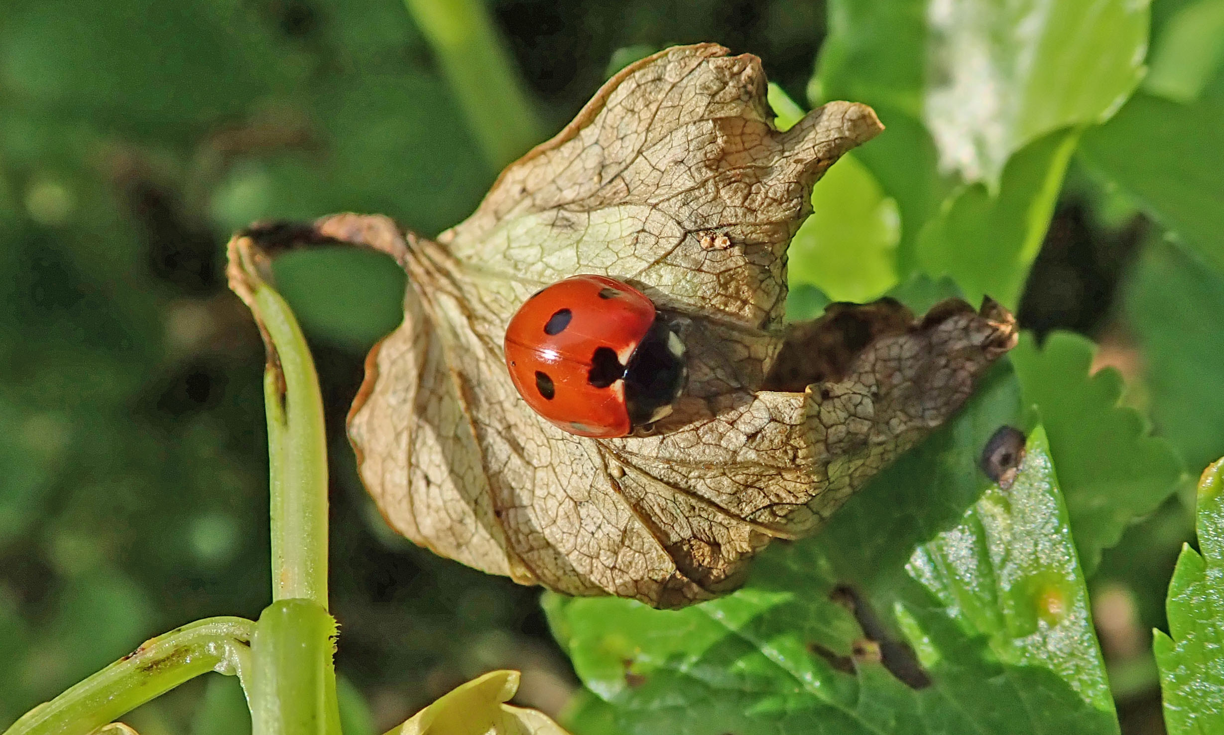 Red spots | earthstar