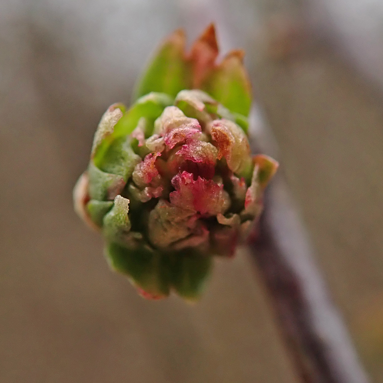 Bud burst | earthstar