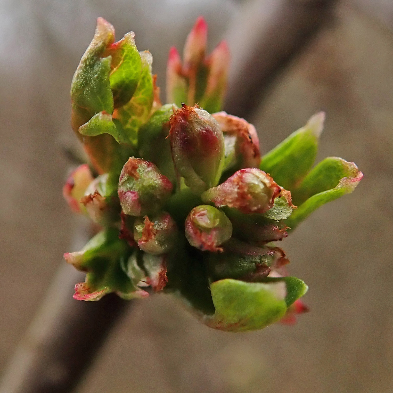 Bud burst | earthstar