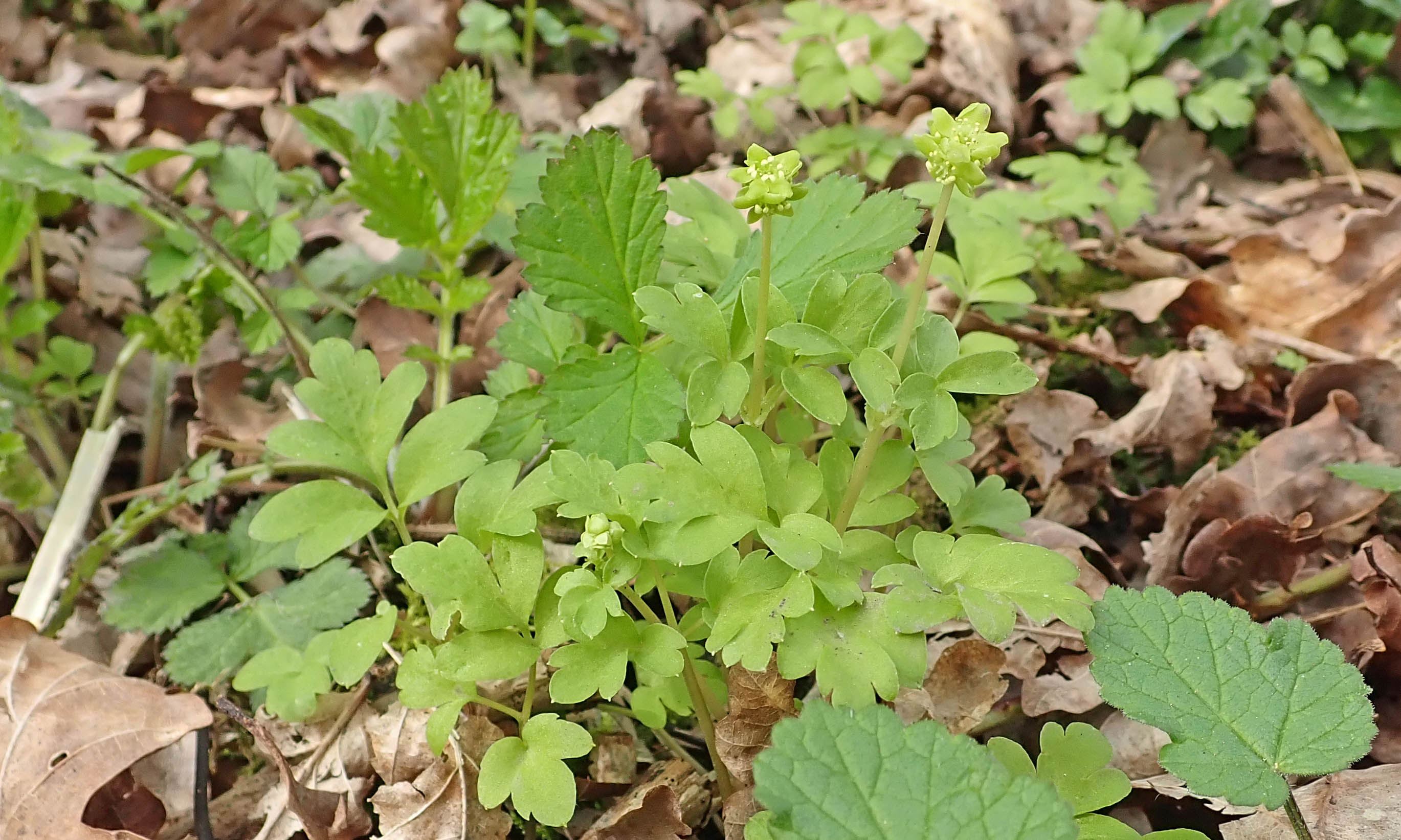 Good Friday plant | earthstar