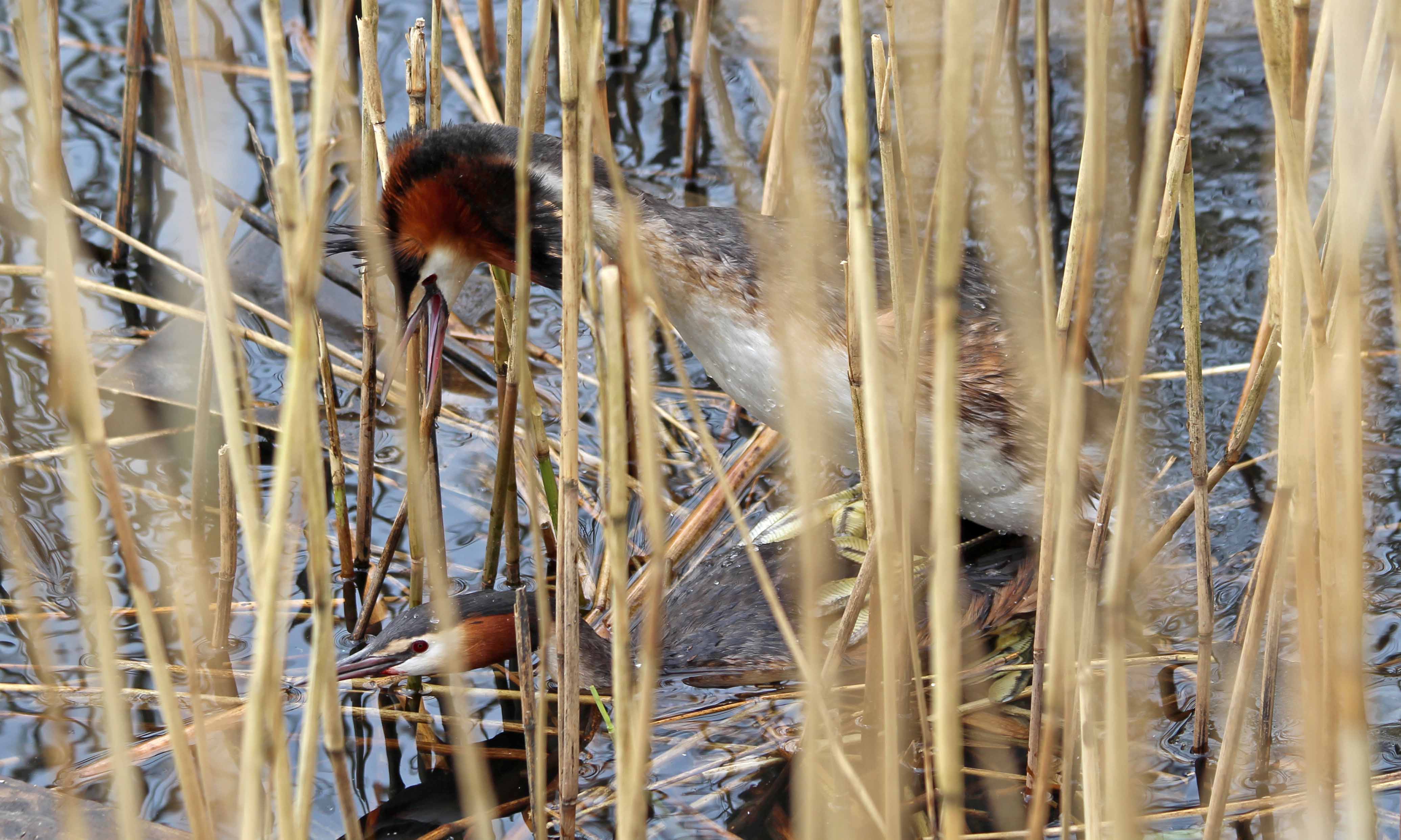 Love story with a twist | earthstar