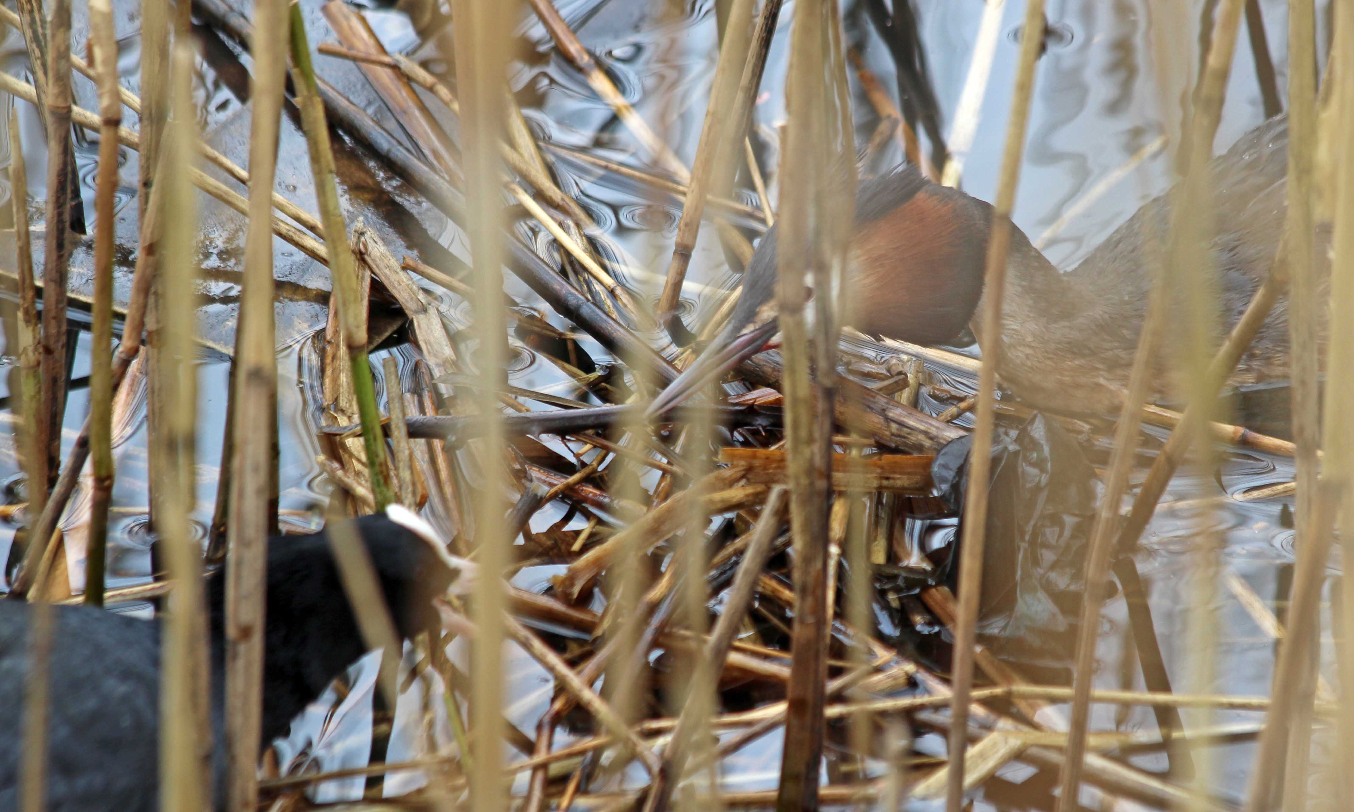 Love story with a twist | earthstar