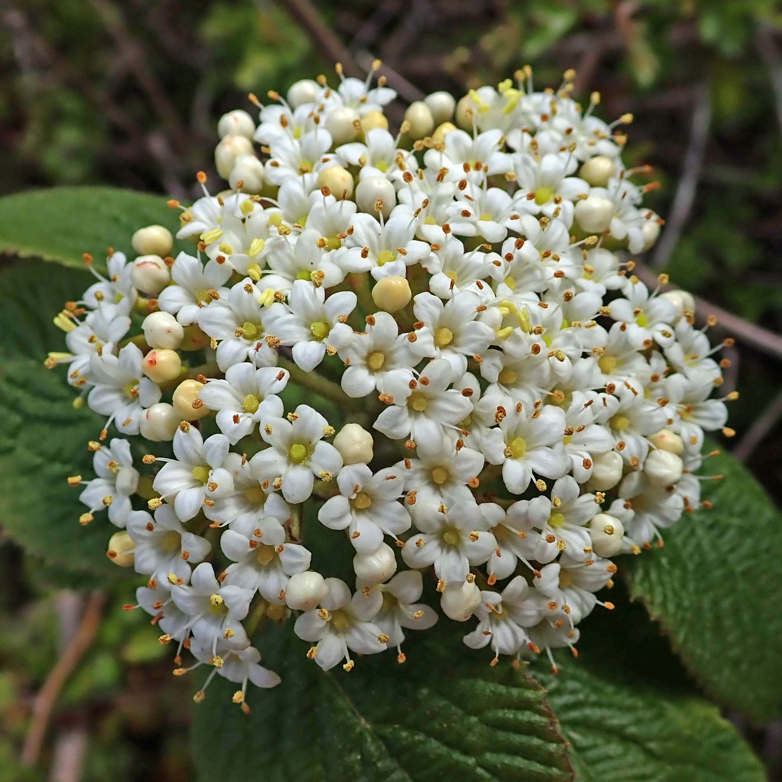 The Wayfarer | earthstar