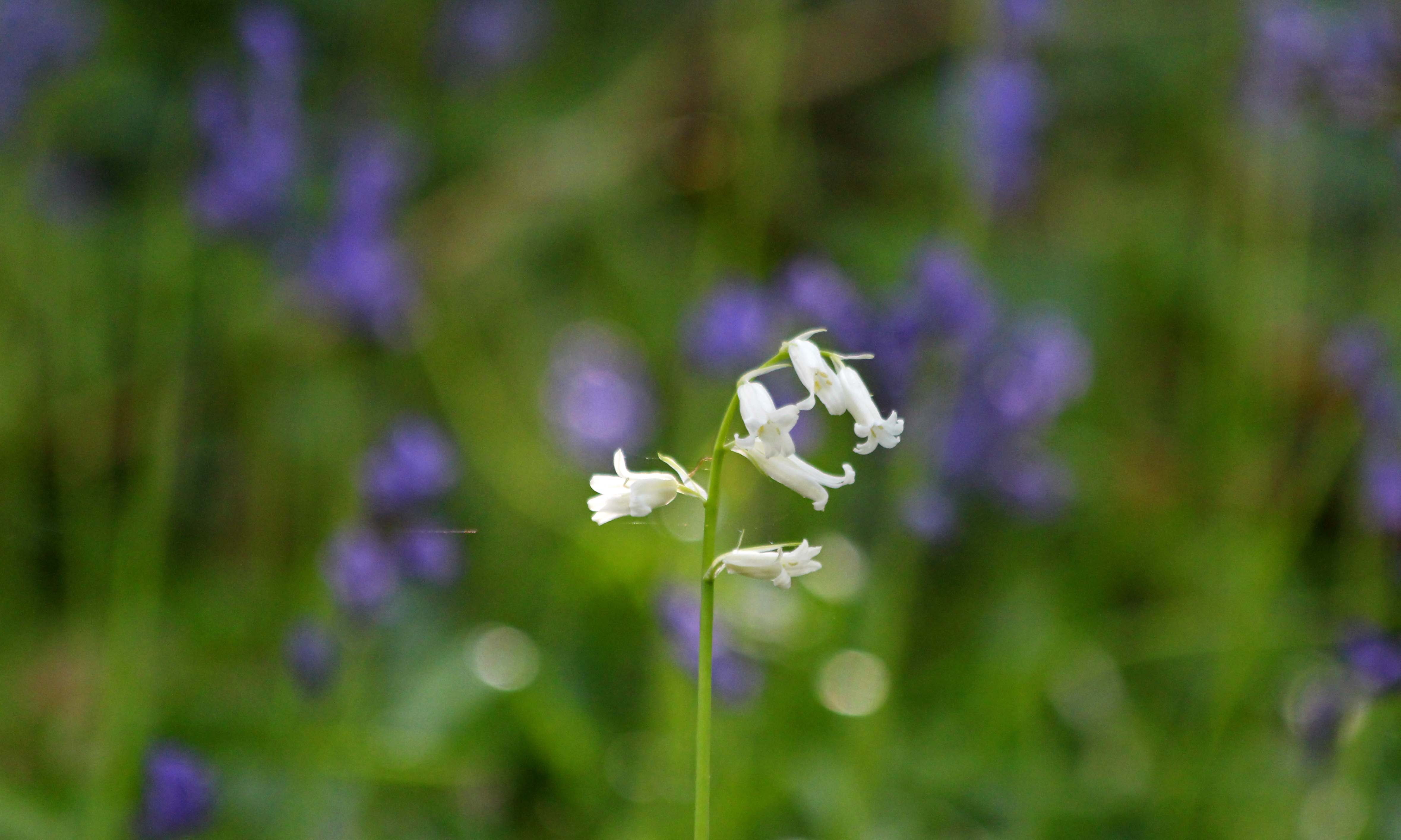 White bells | earthstar