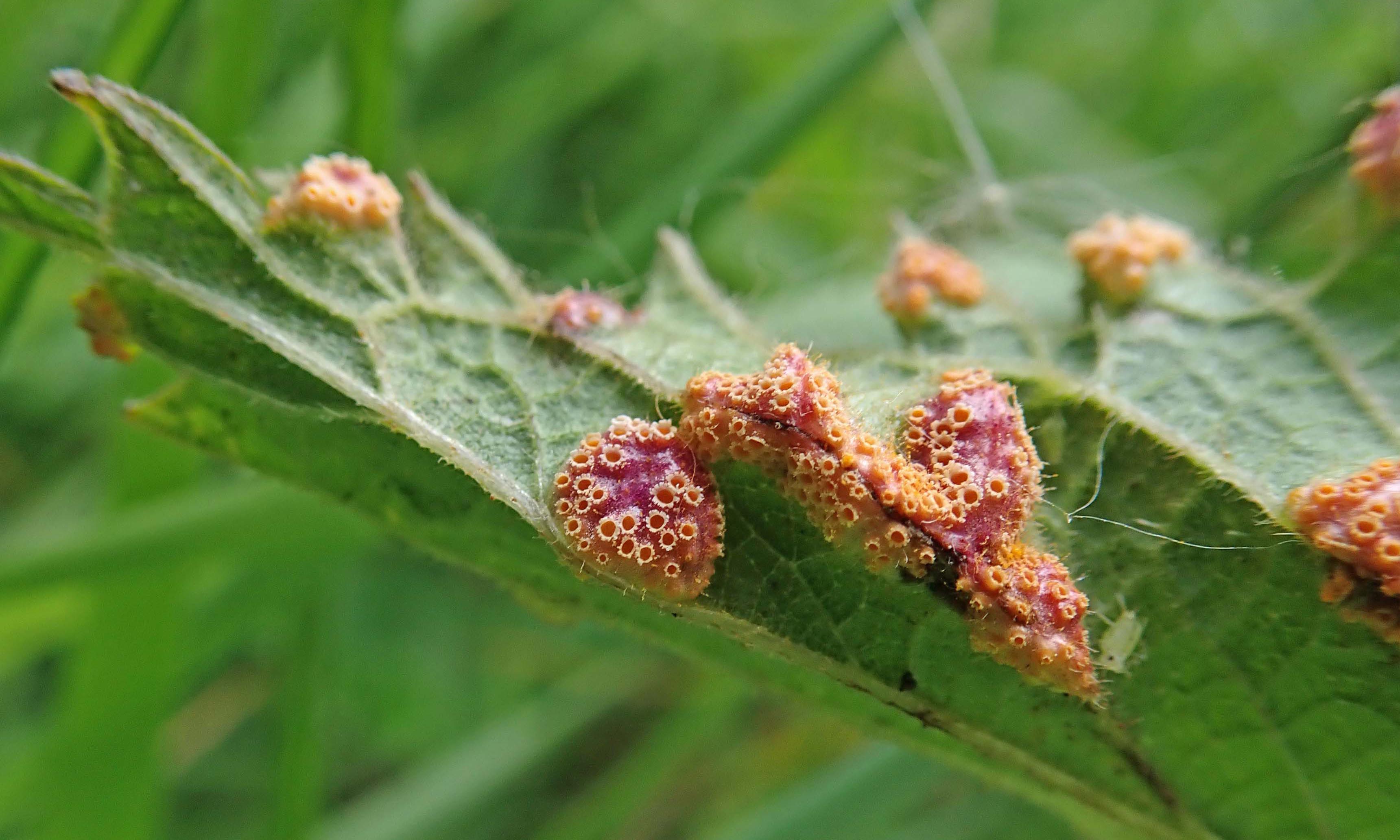 Nettle rust | earthstar