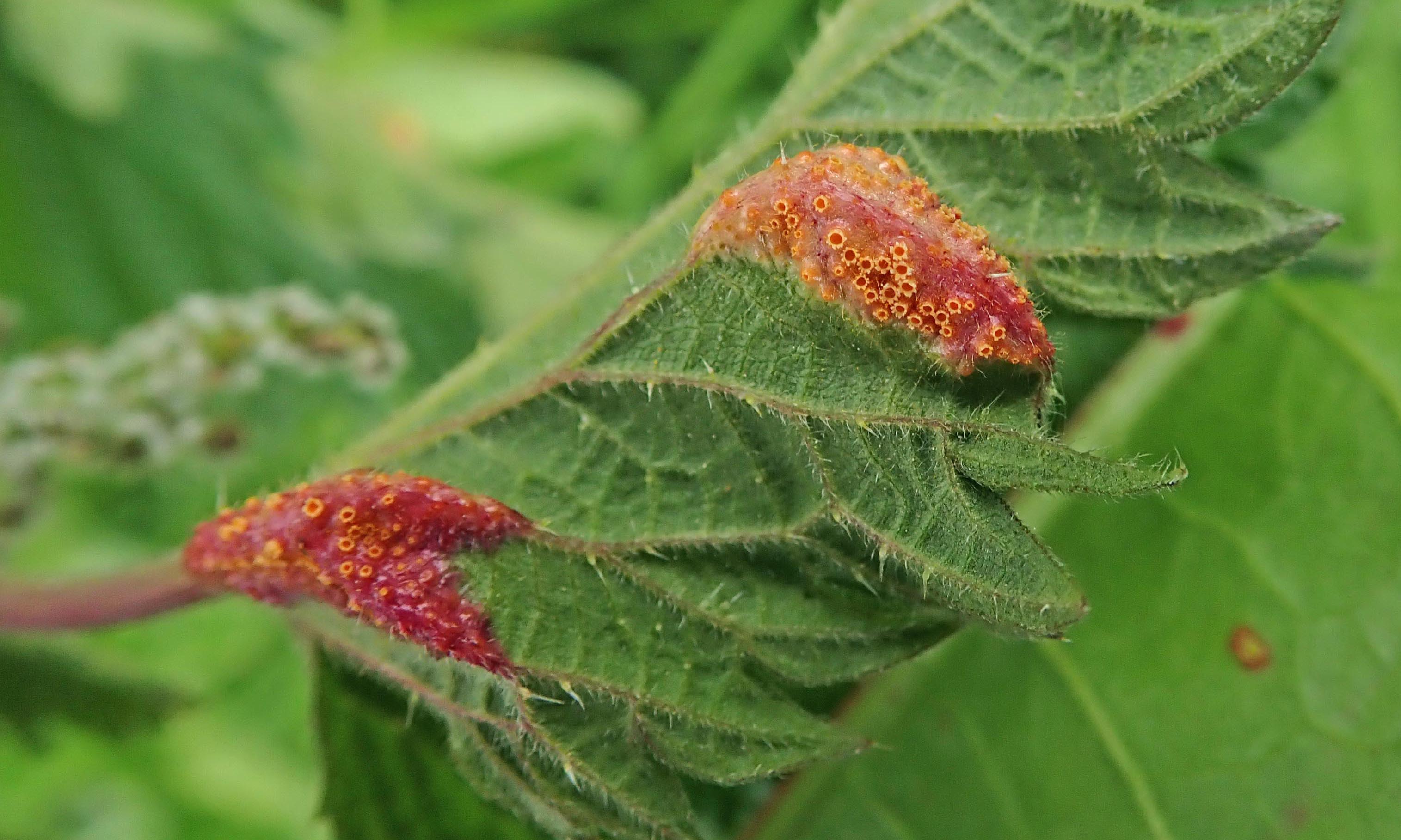 Nettle rust | earthstar