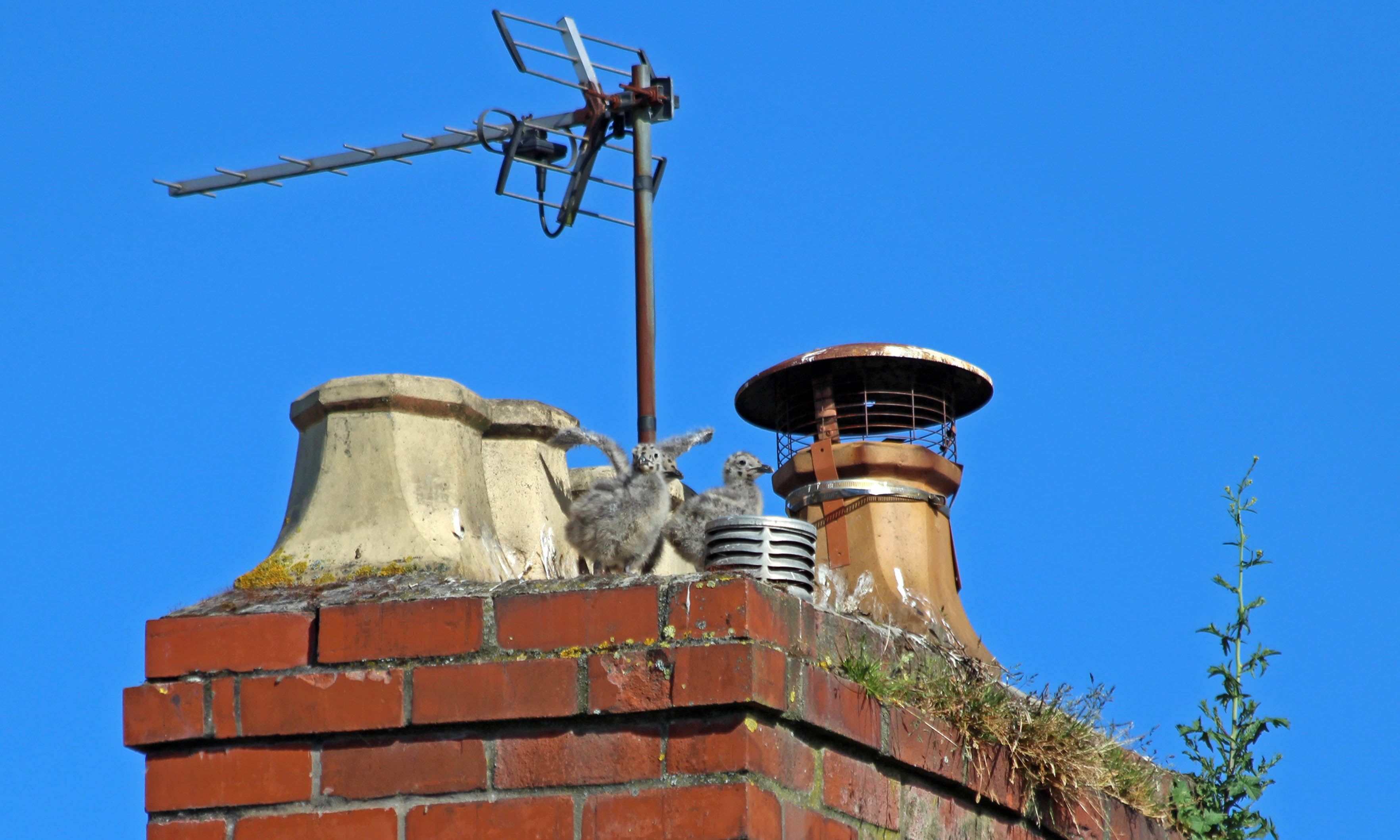 Cheeping up a storm | earthstar