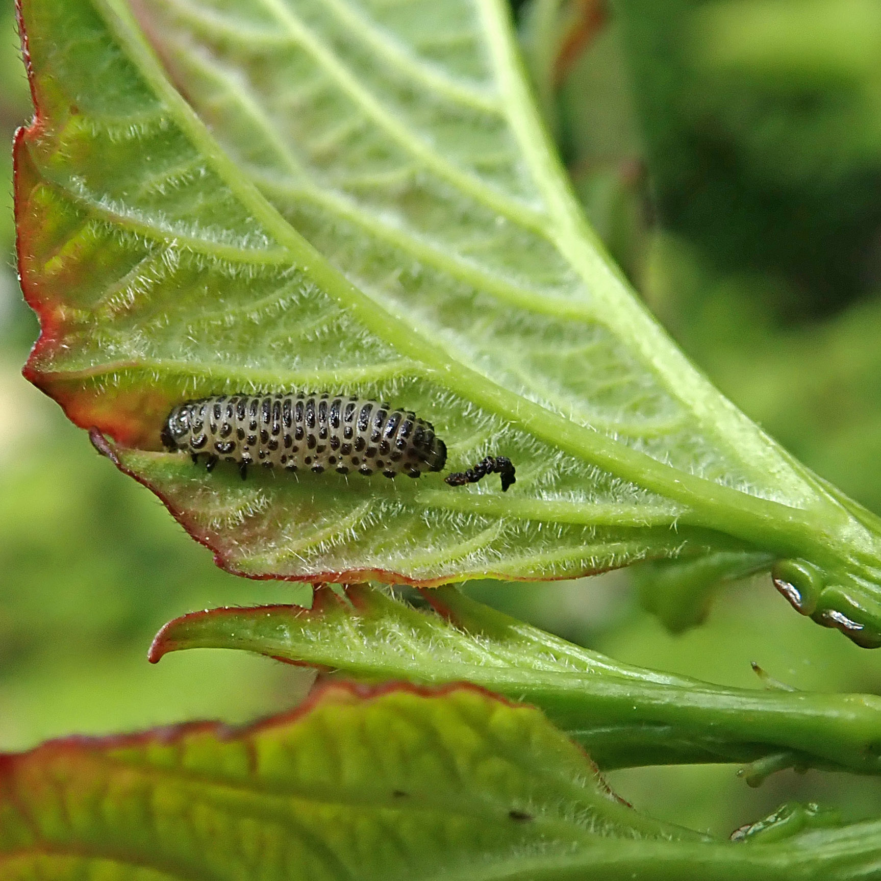 Little nibblers | earthstar