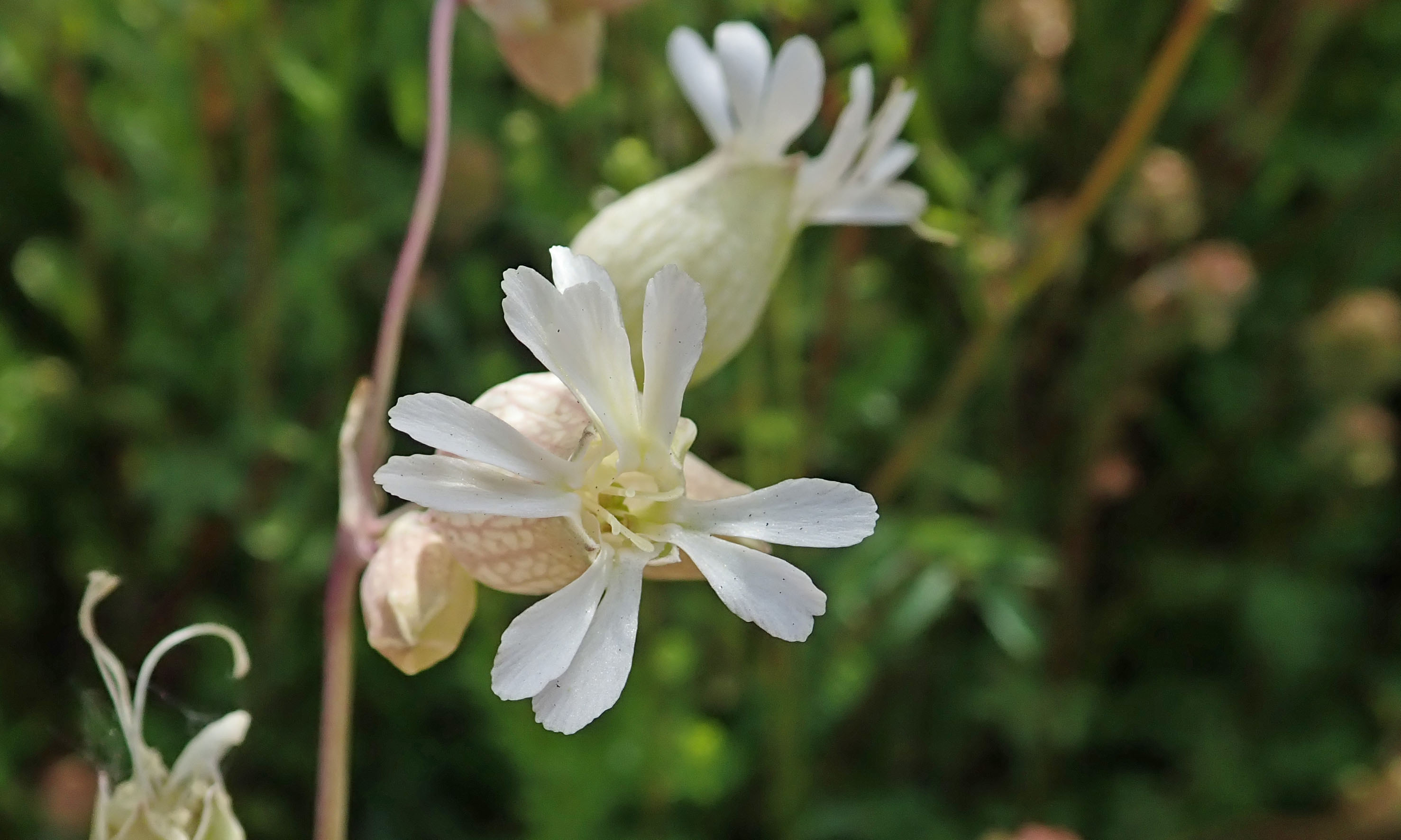 Spatling Poppie | earthstar