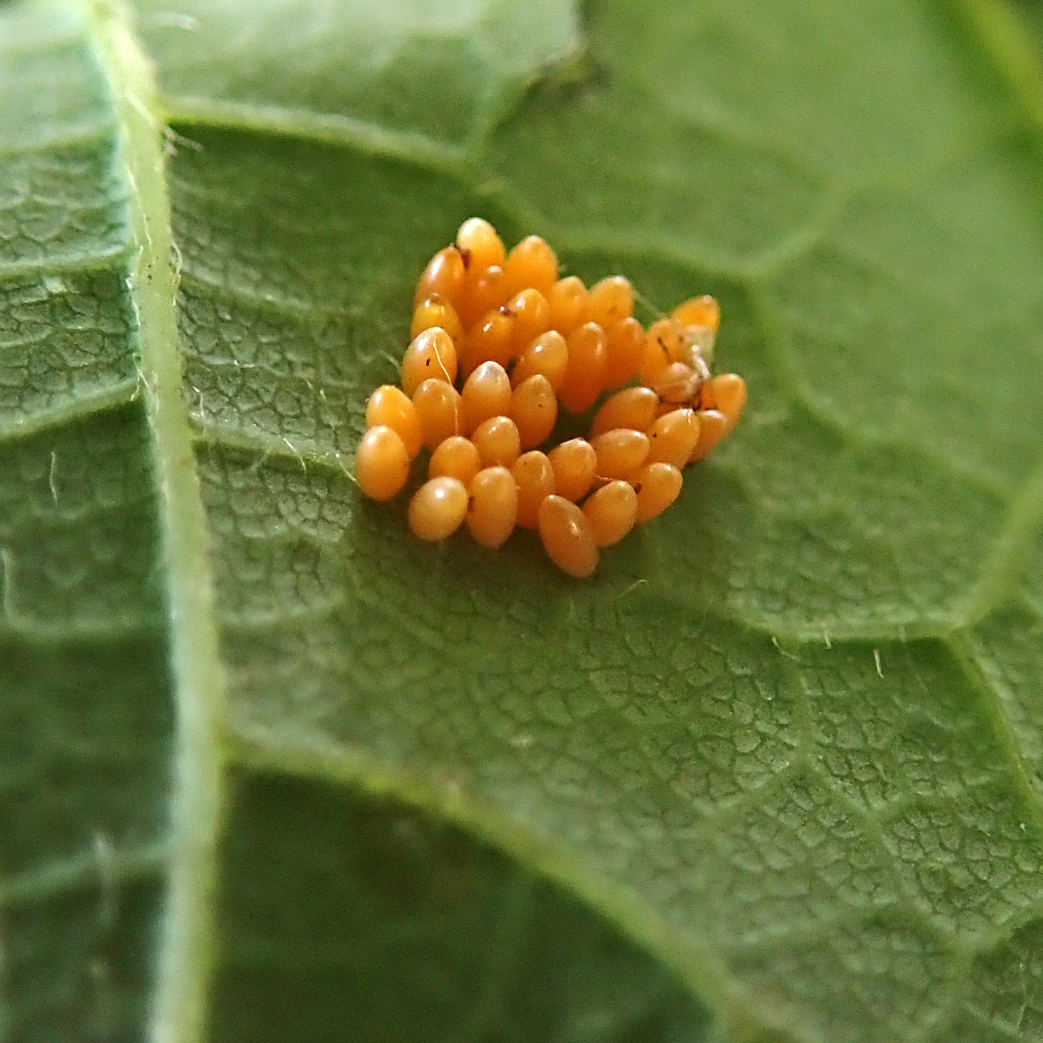 210611 insect eggs | earthstar
