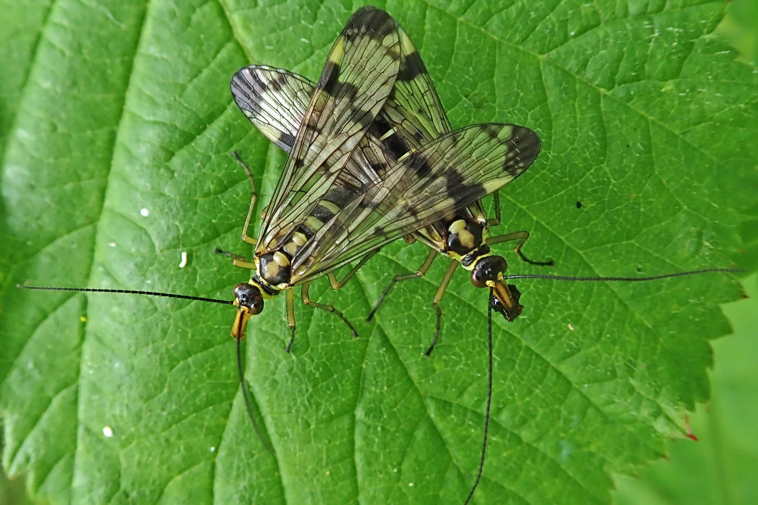 scorpion fly | earthstar