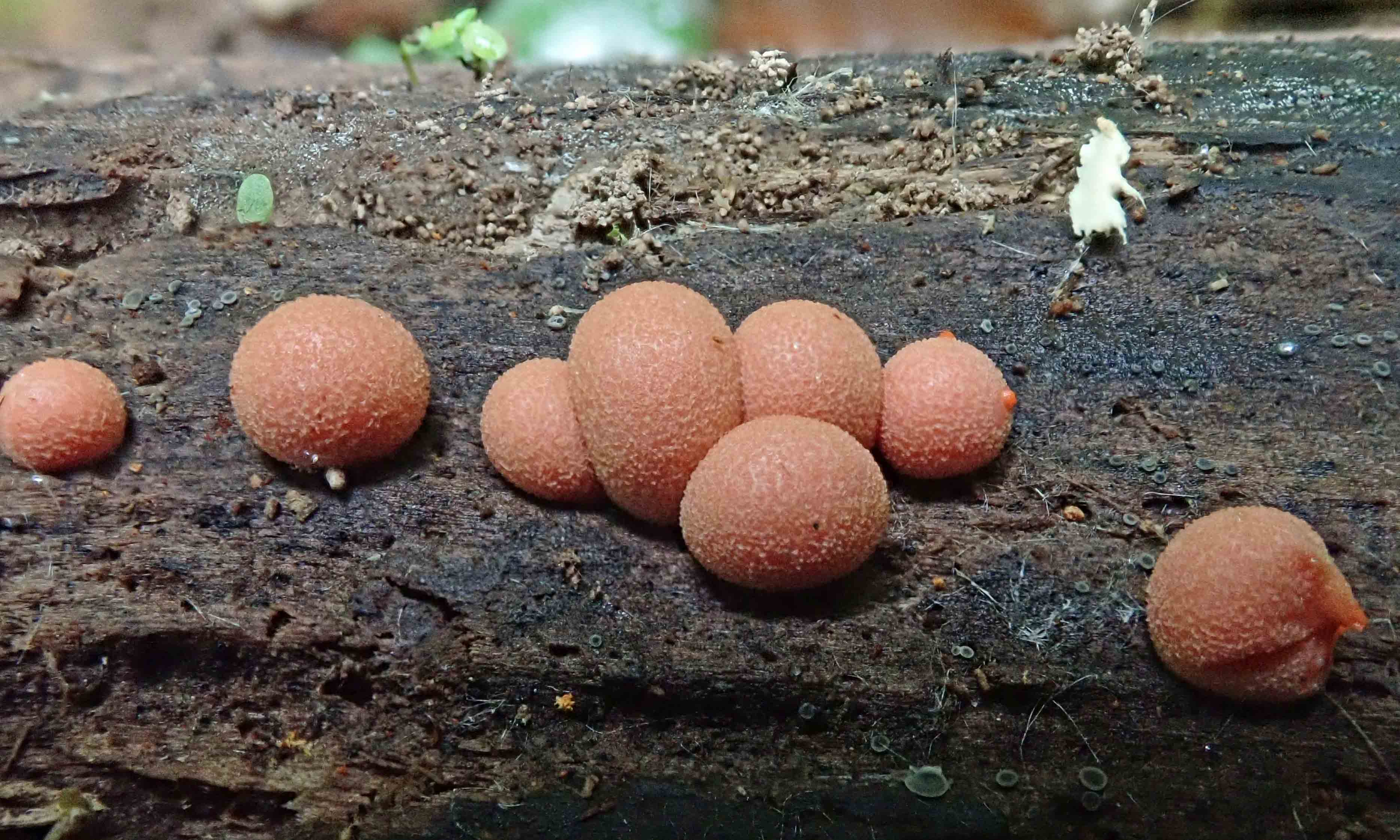 Wolf’s milk | earthstar