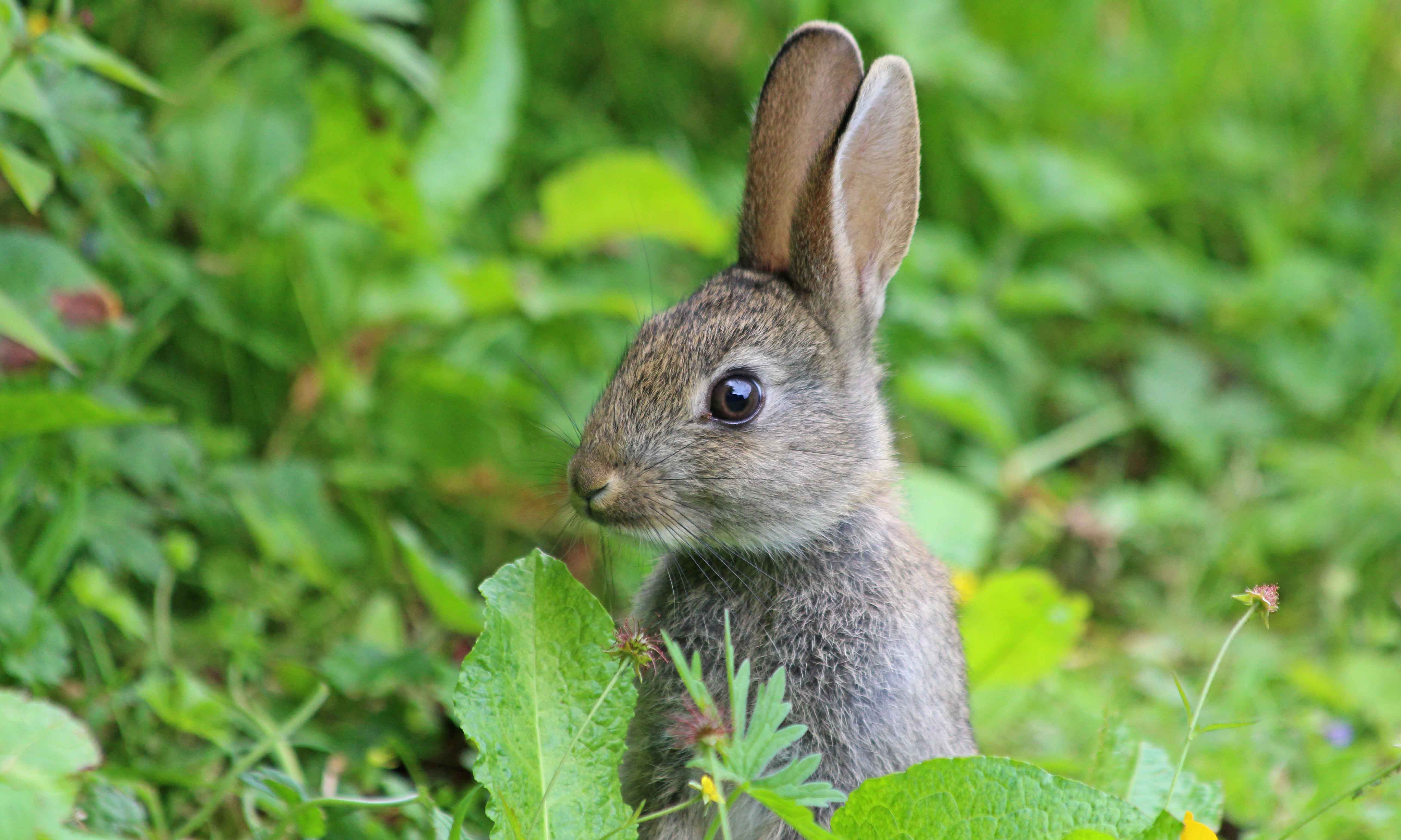 Baby bunny | earthstar