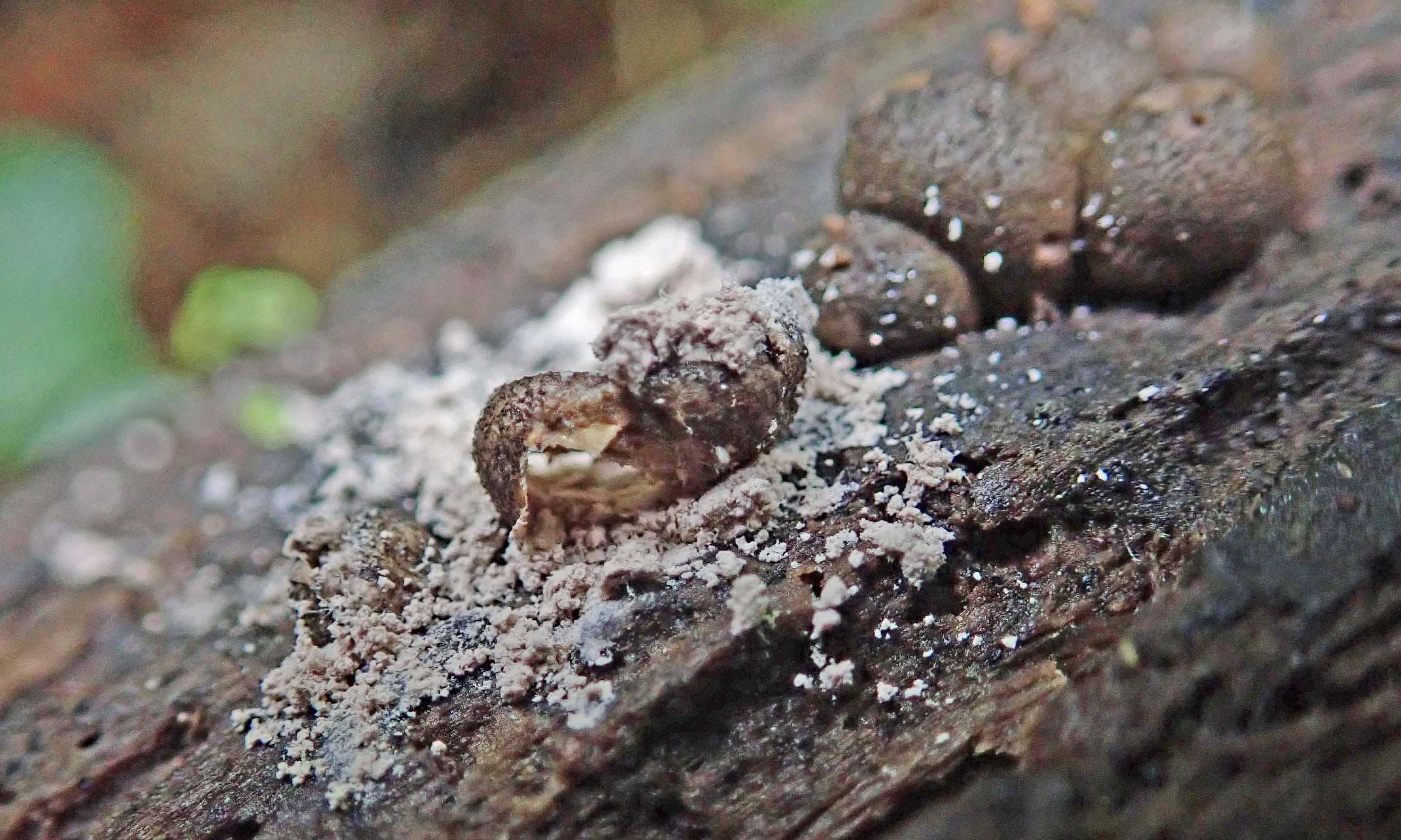 Lycogala terrestre | earthstar