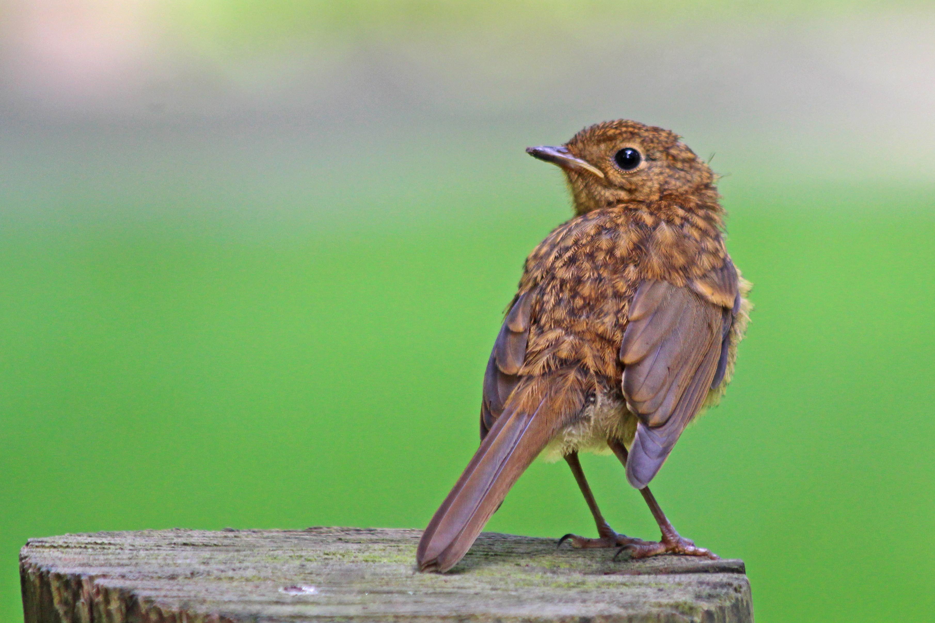 Rookie Robin | earthstar