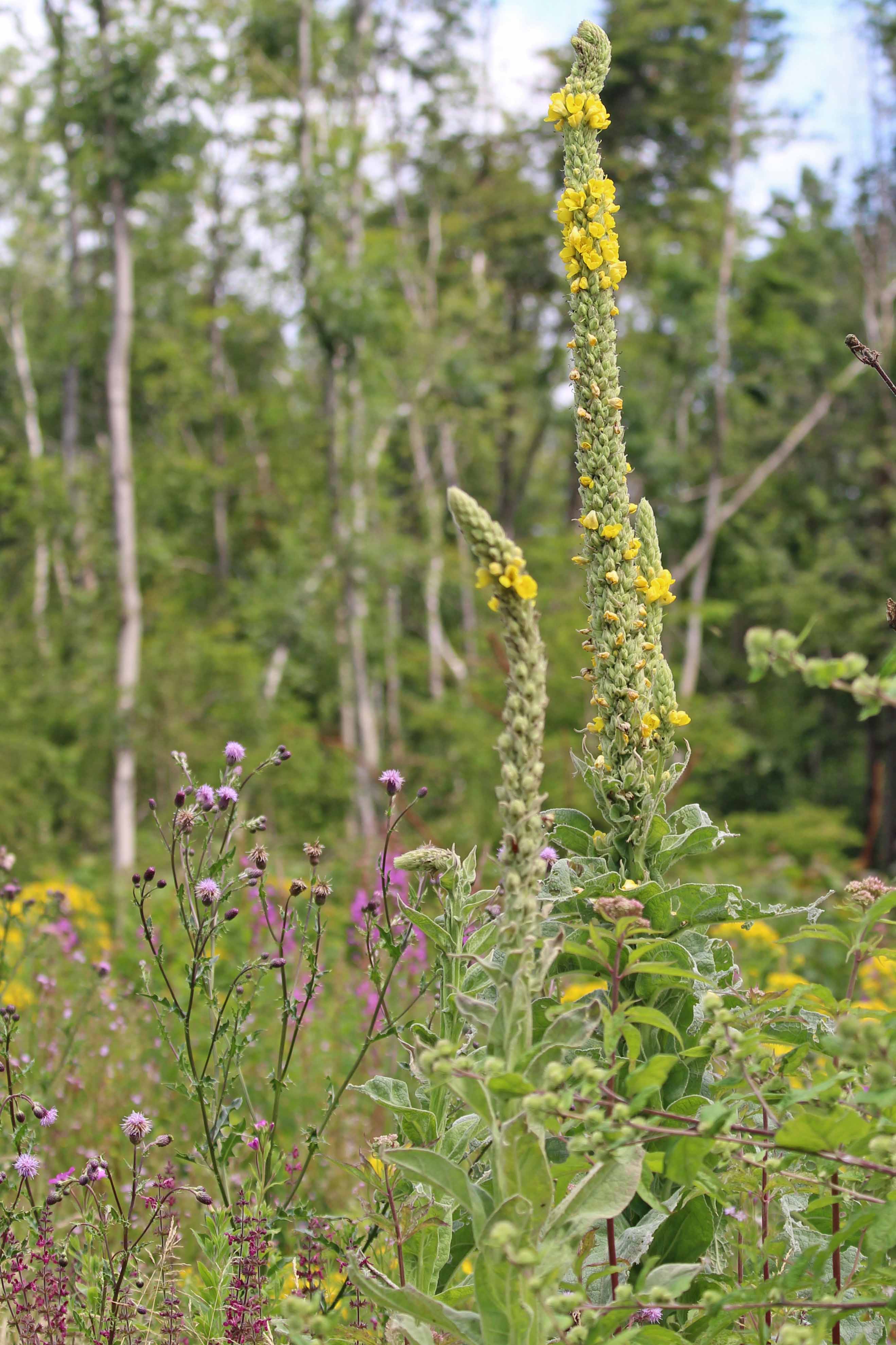 The Andrex plant? | earthstar