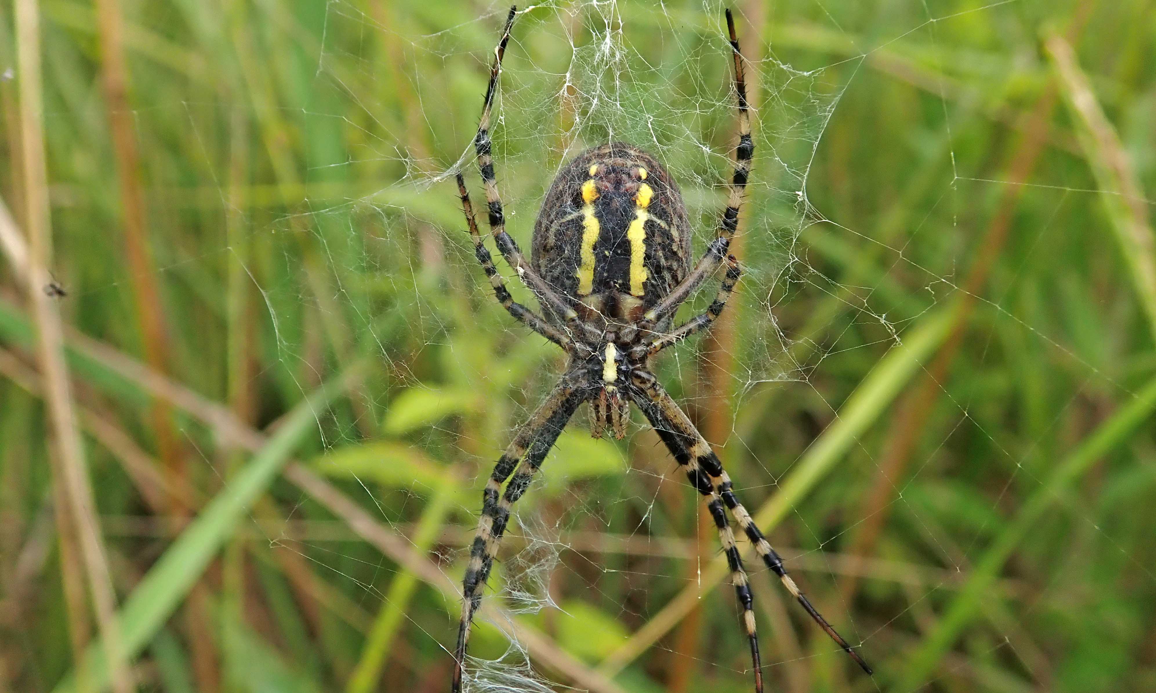 Wasp spider | earthstar