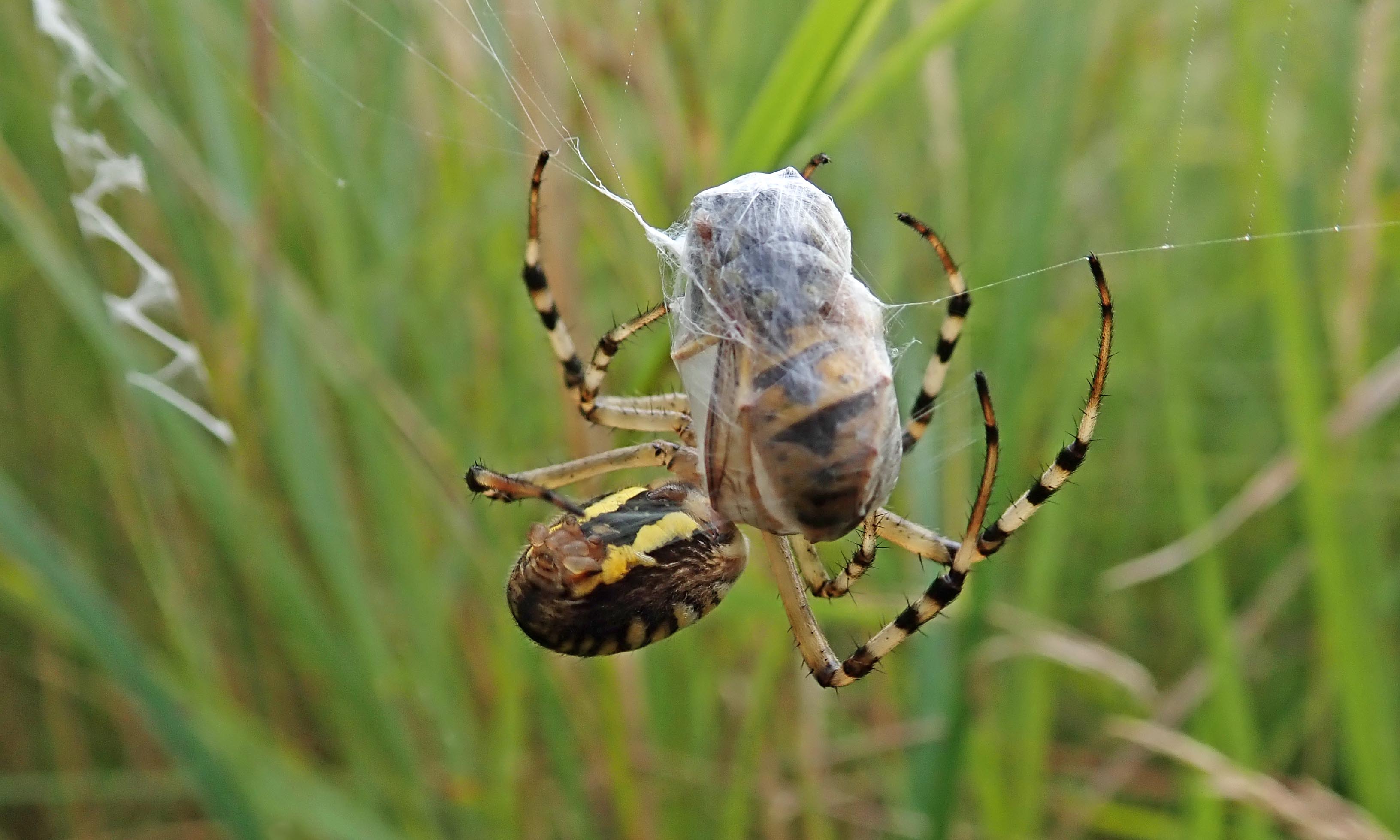 Wasp spider | earthstar