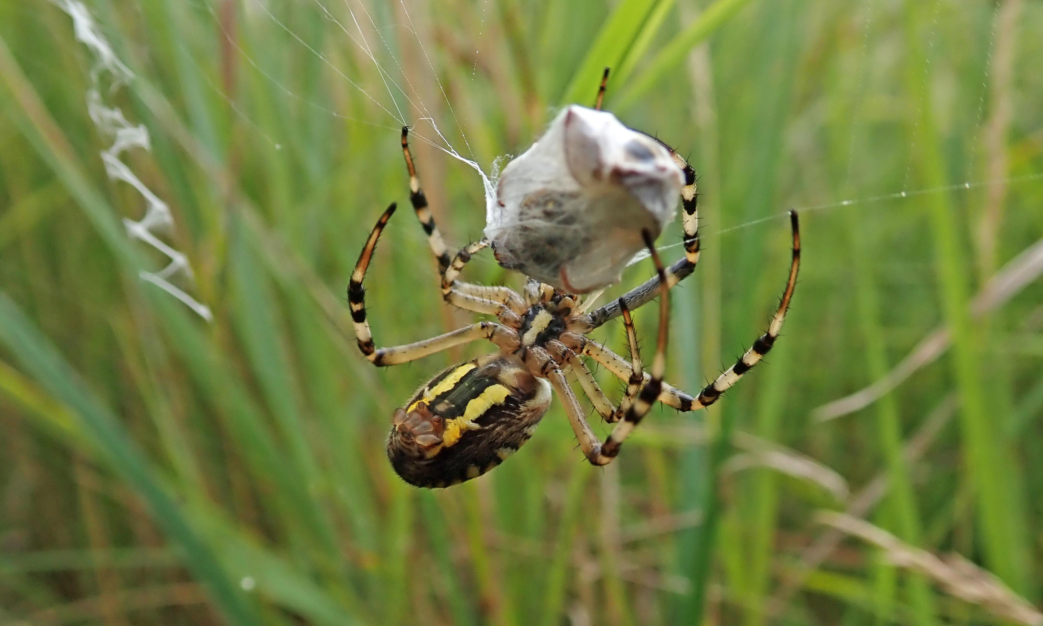 Wasp spiders | earthstar