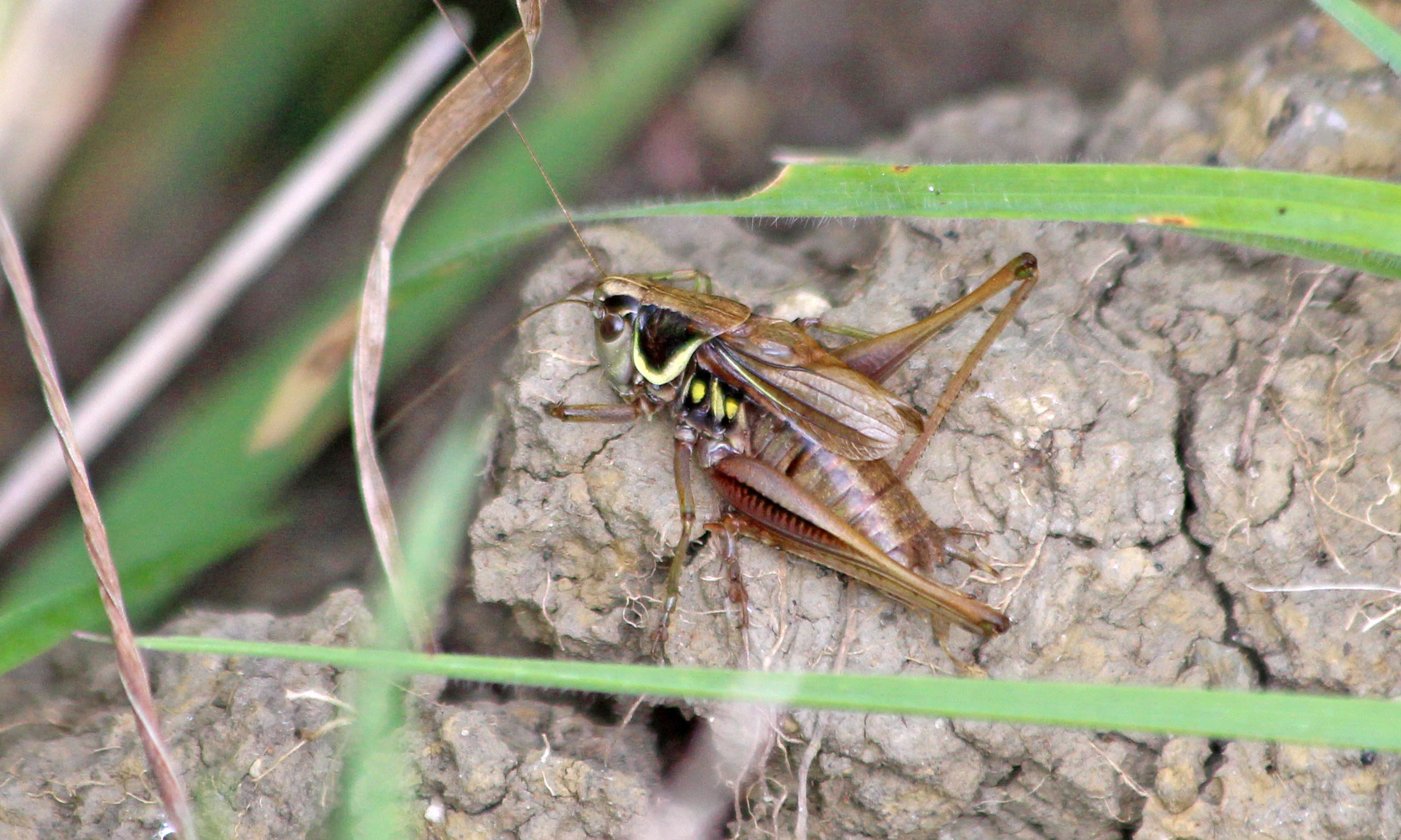 Roesel’s bush-cricket | earthstar
