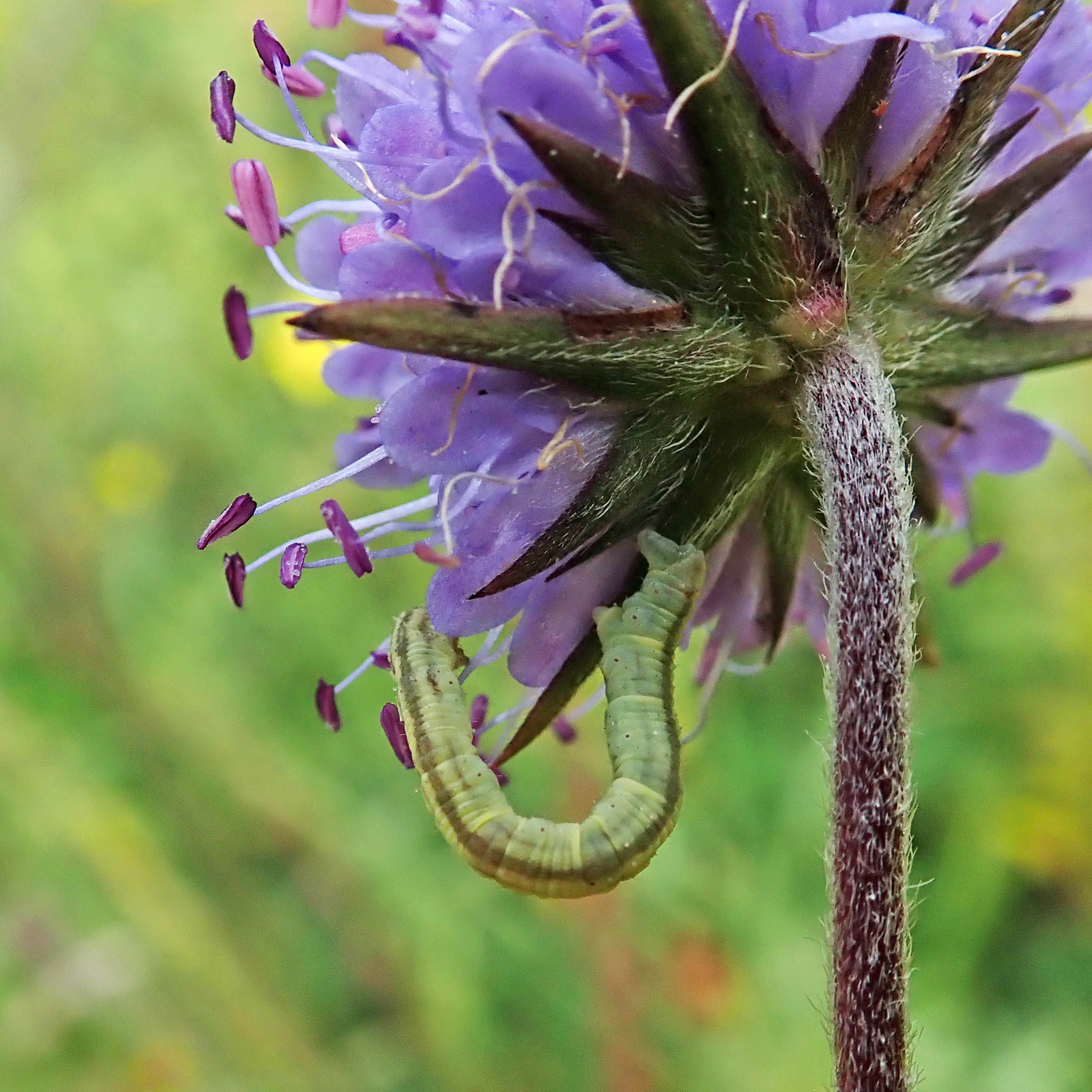 Pillars of the insect community | earthstar