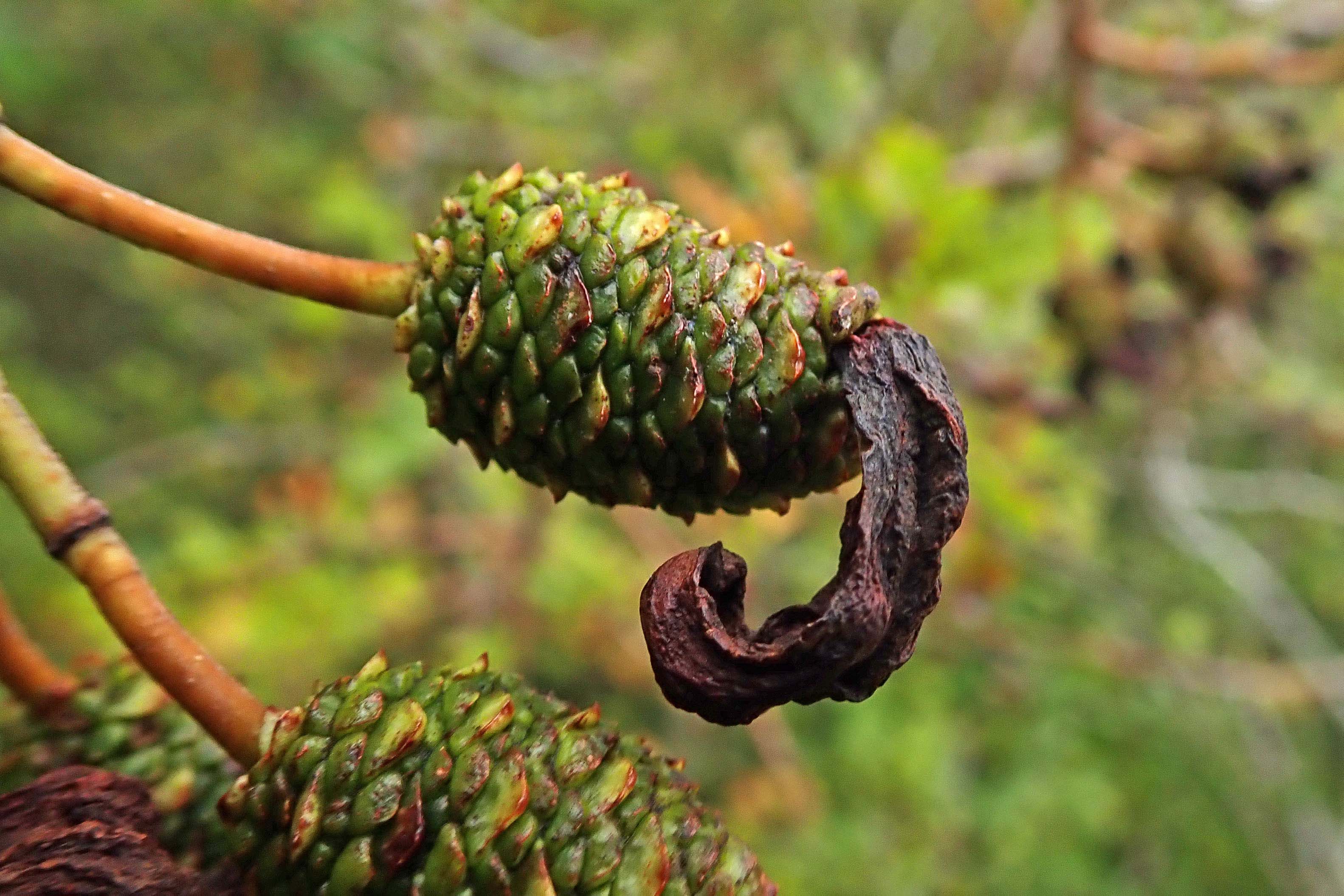 Finding tongues in trees | earthstar