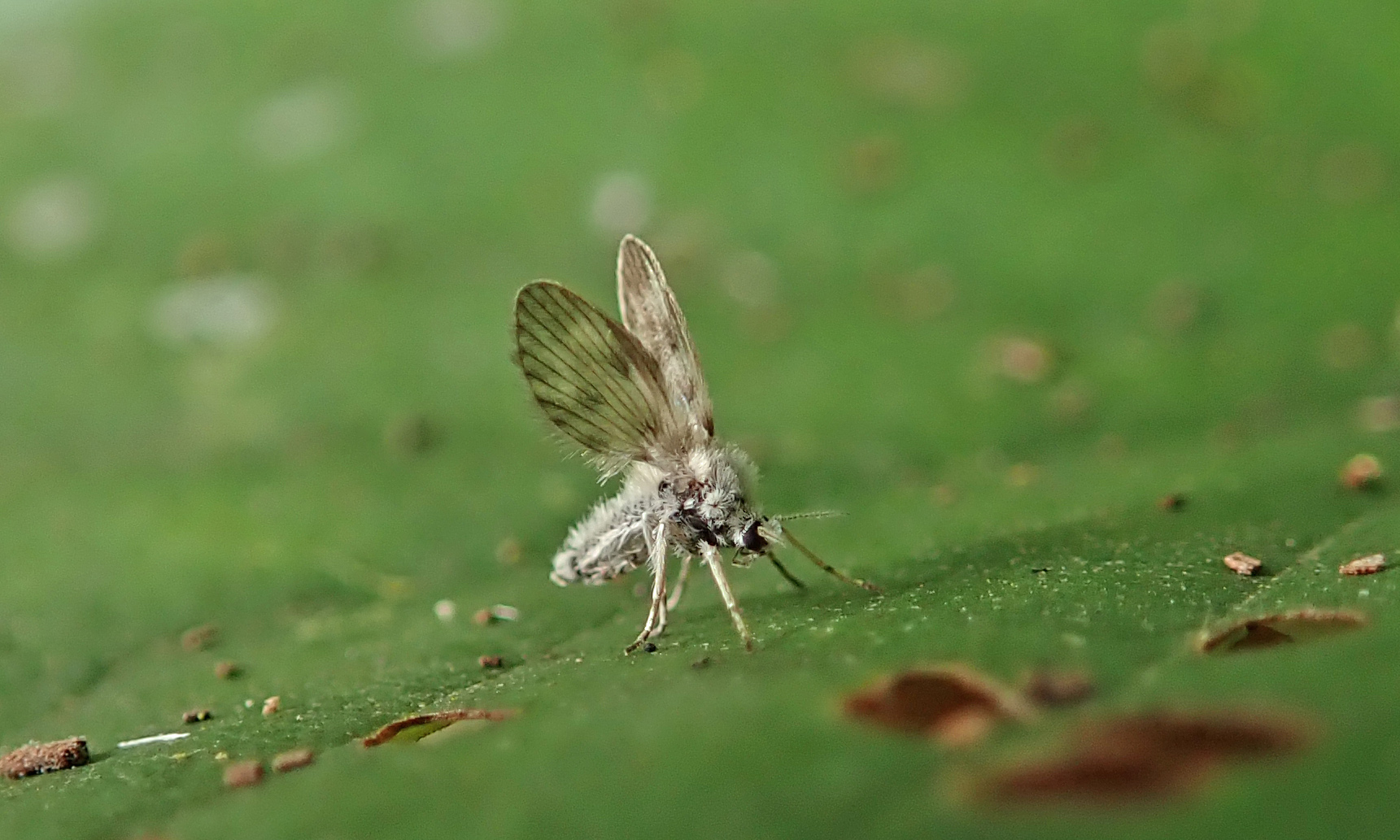 A Moth fly | earthstar