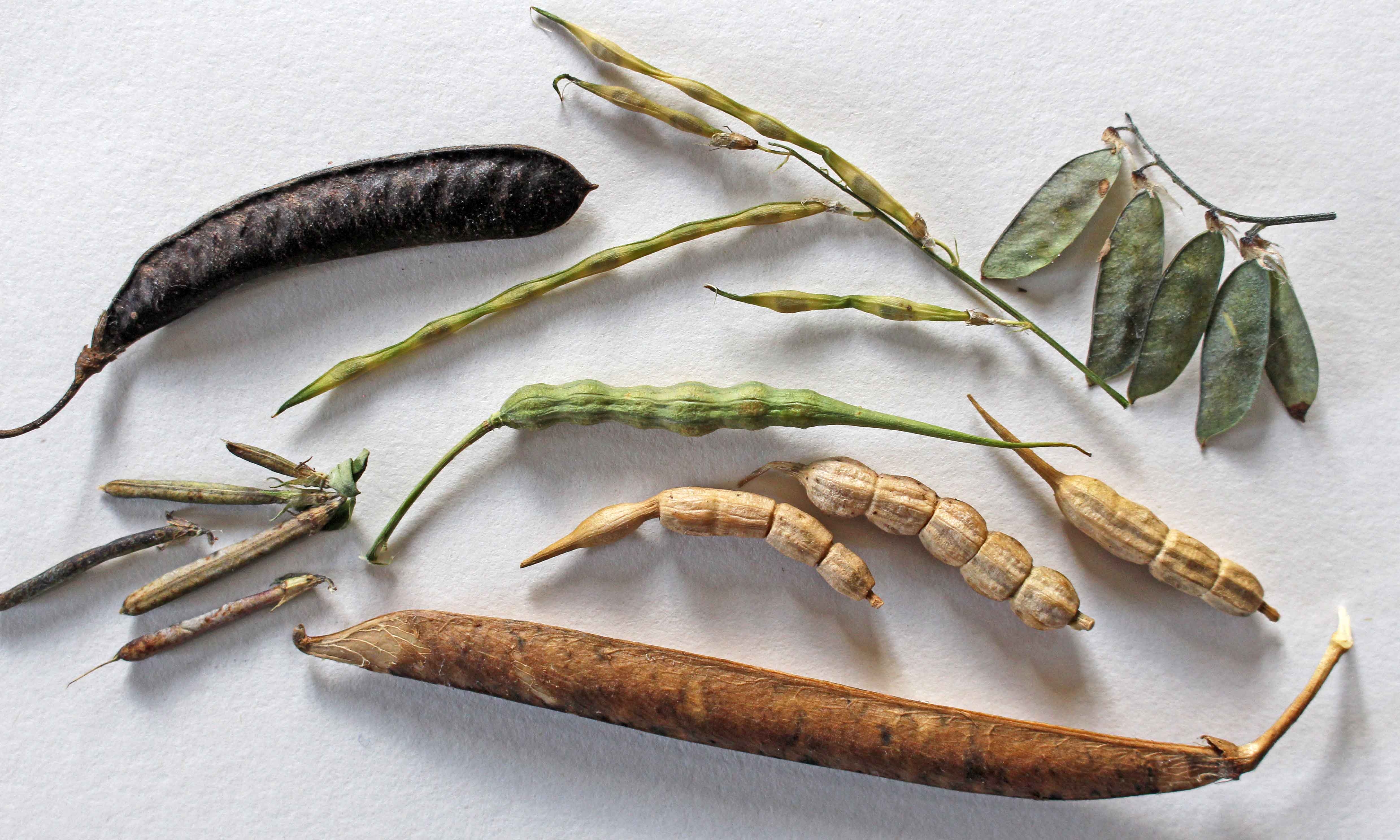 Wild word: pod | earthstar