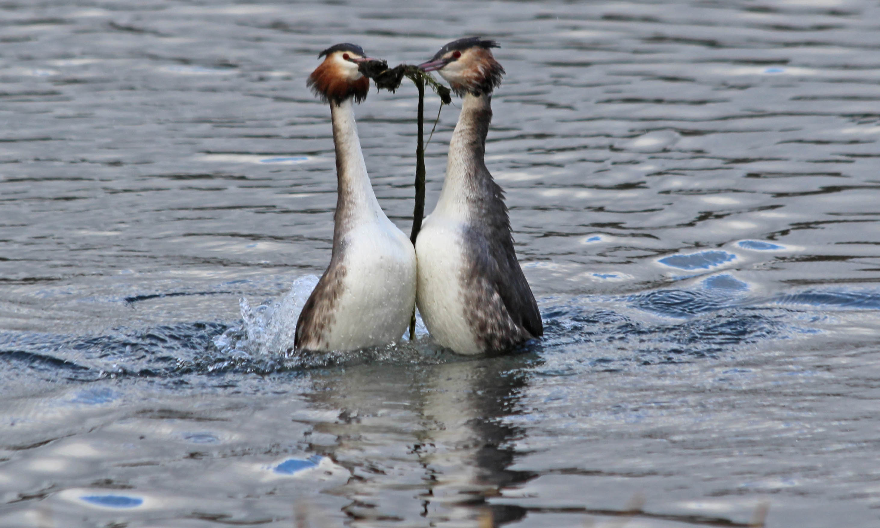 Dancing with weeds | earthstar