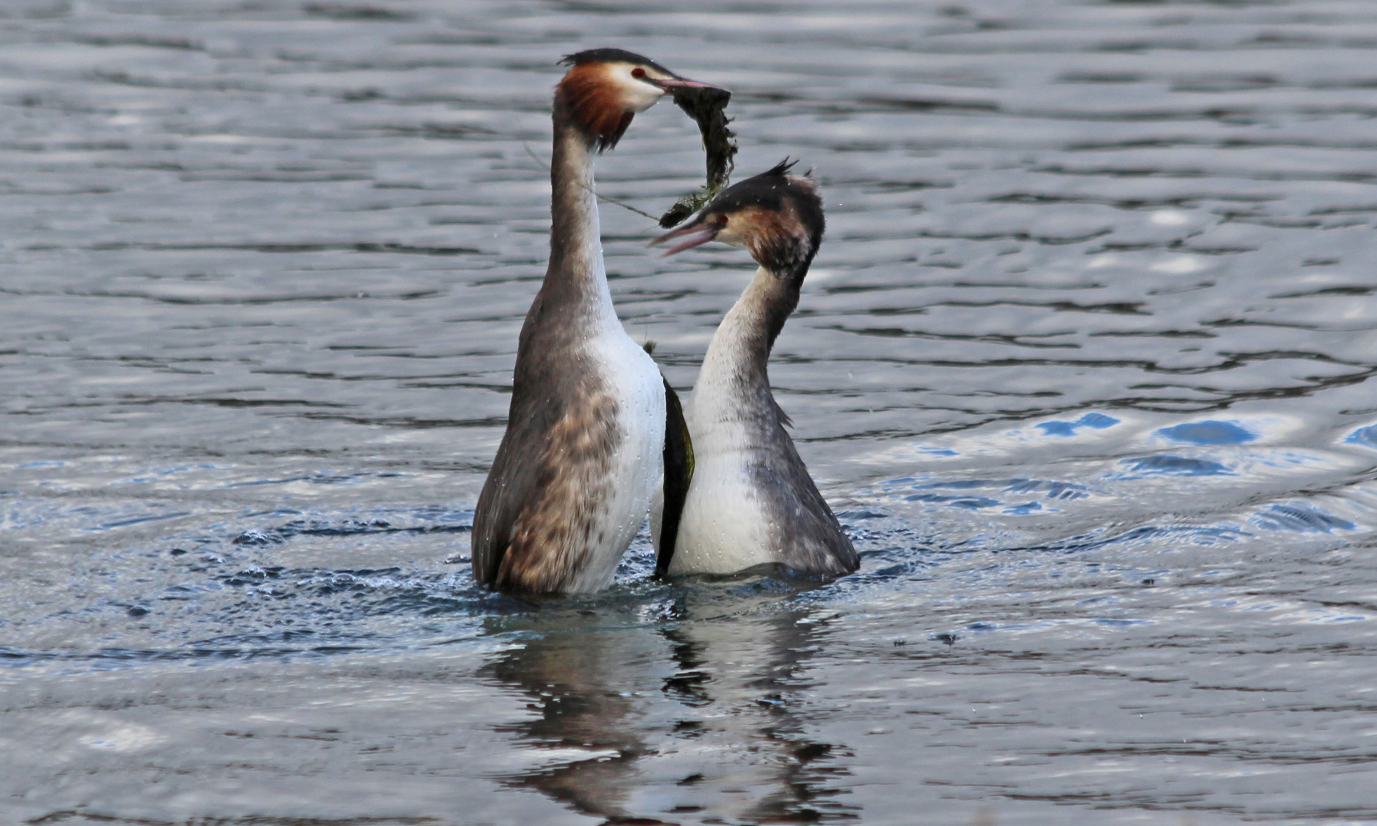 Dancing with weeds | earthstar
