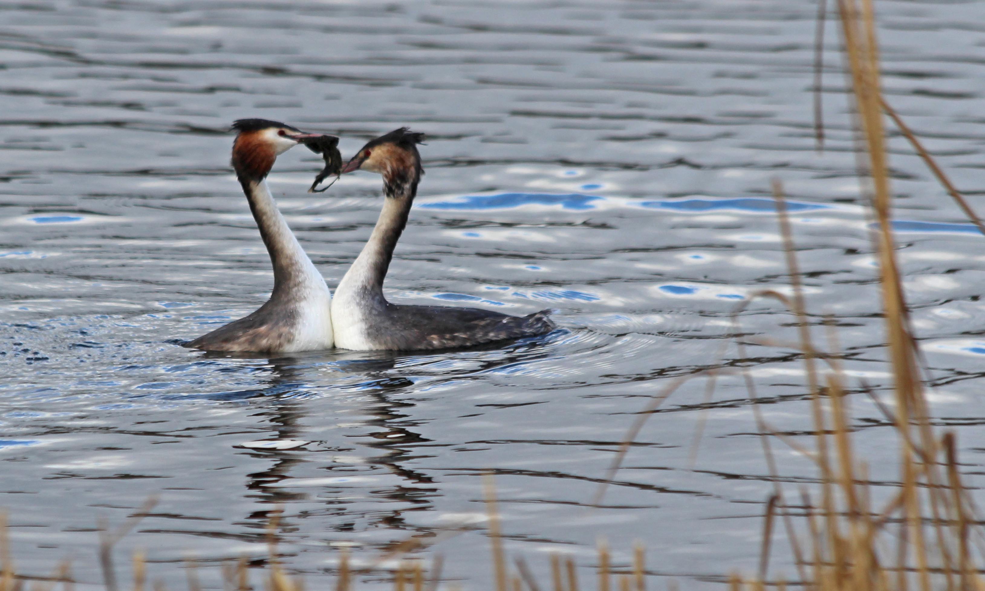 Dancing with weeds | earthstar