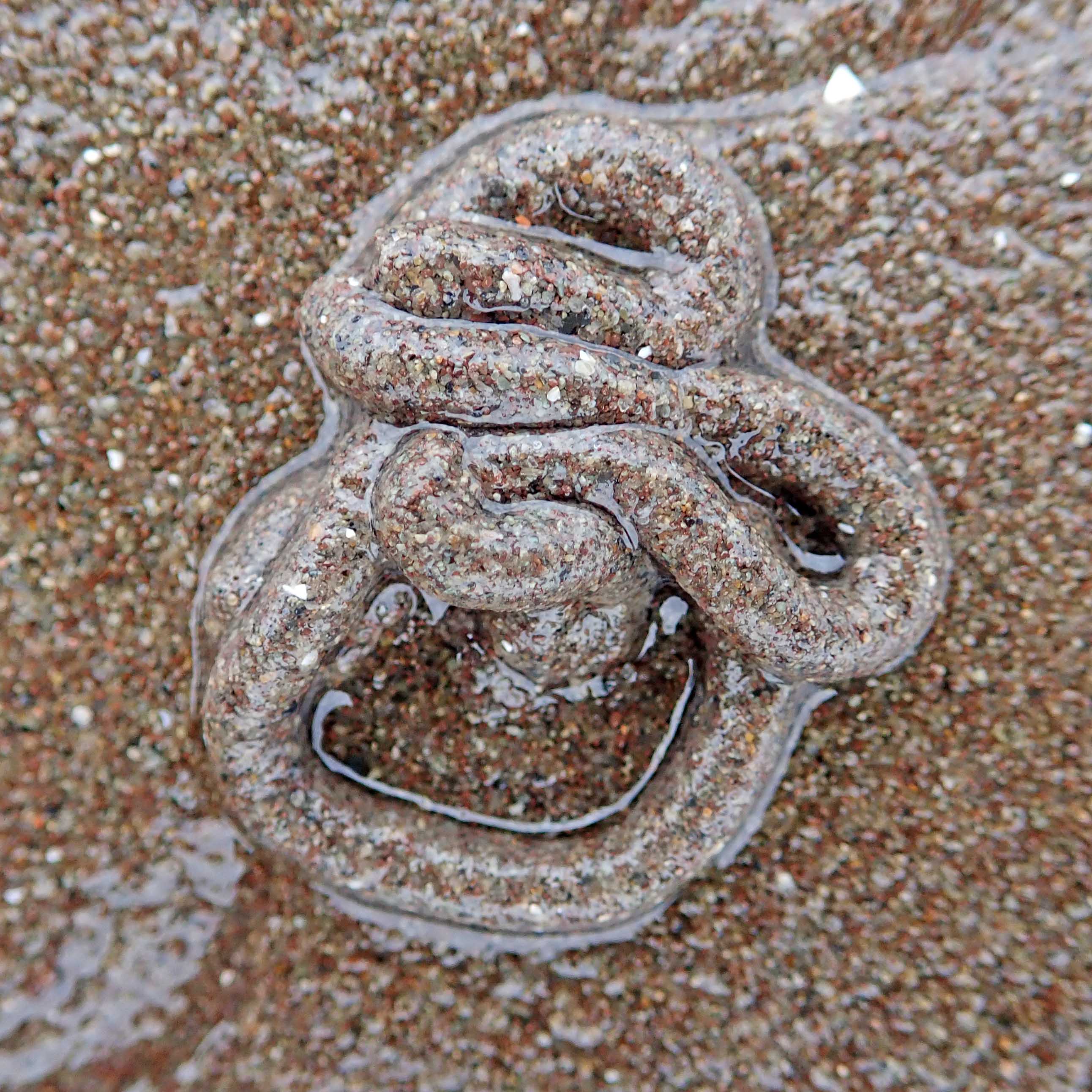 220303 lugworms (3) | earthstar