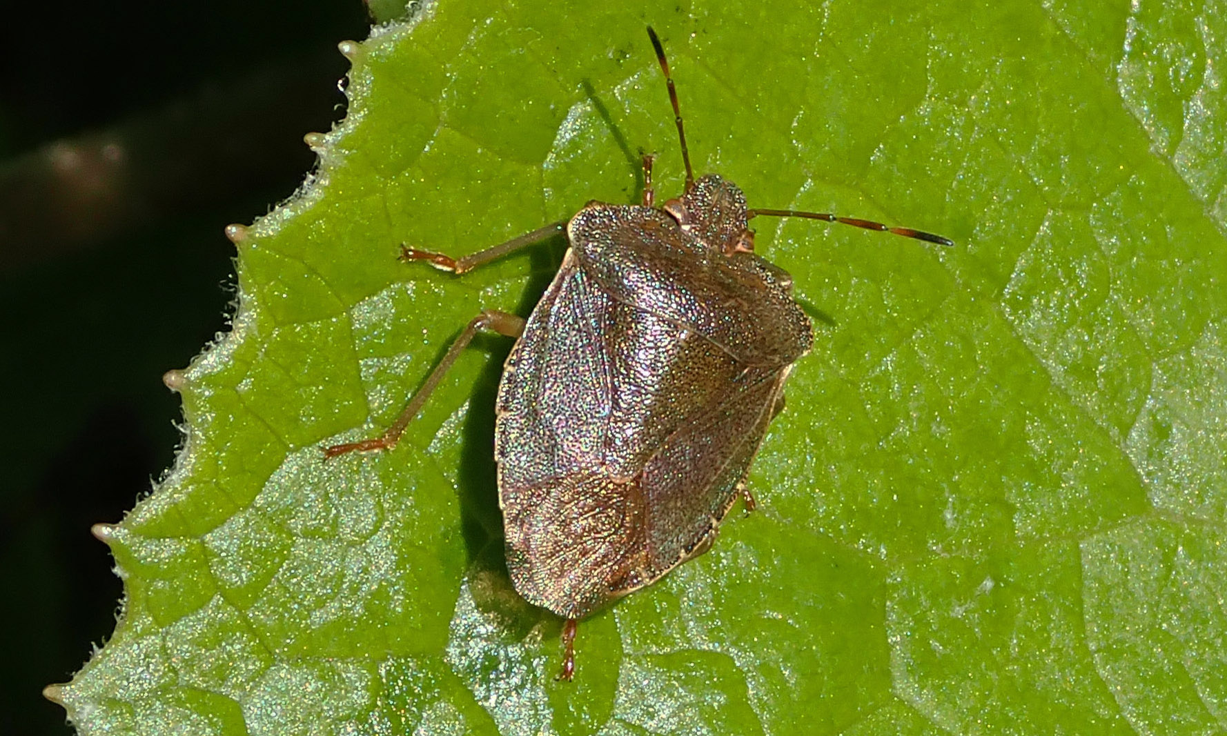 Sunbathing bugs | earthstar