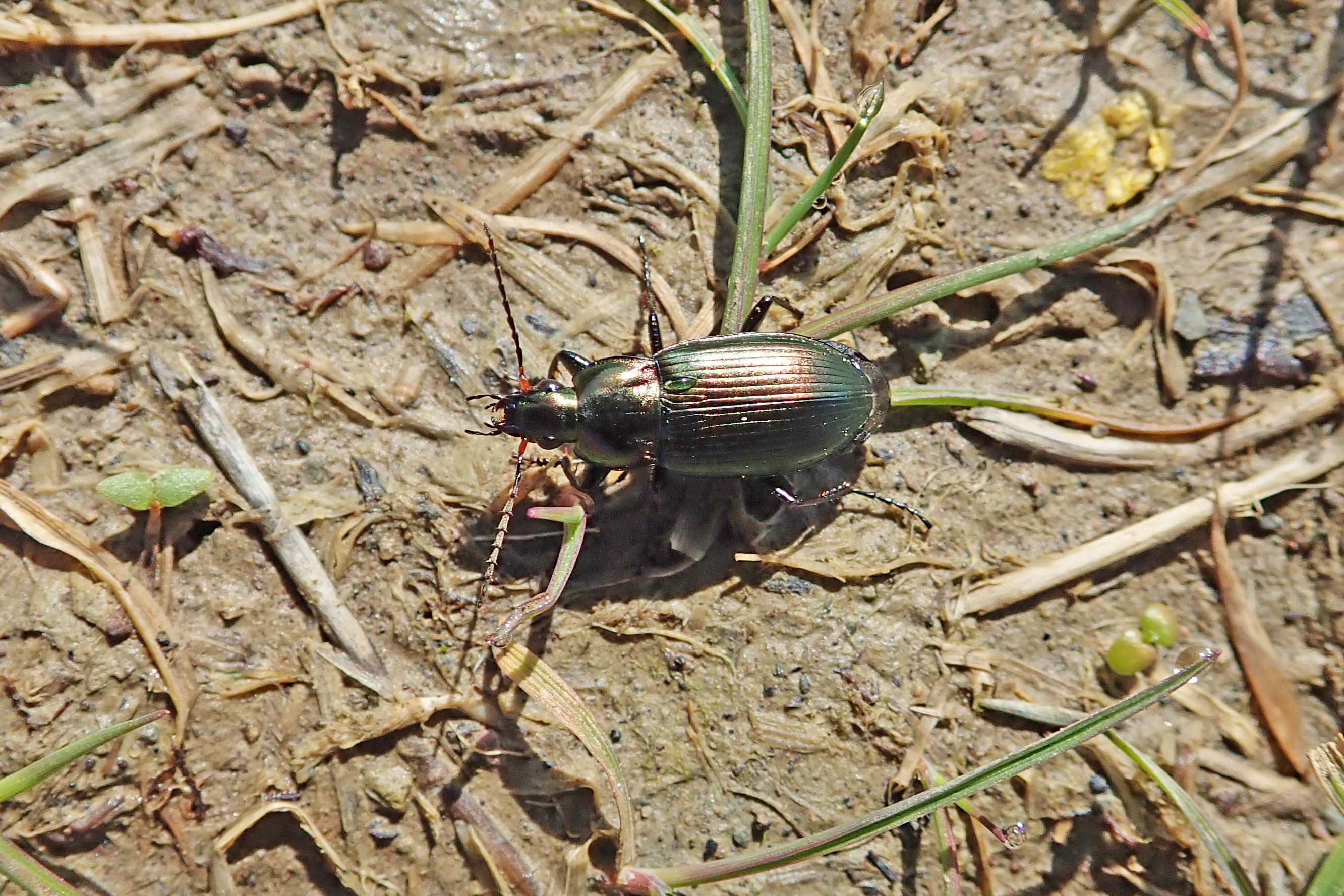 As busy as a beetle | earthstar