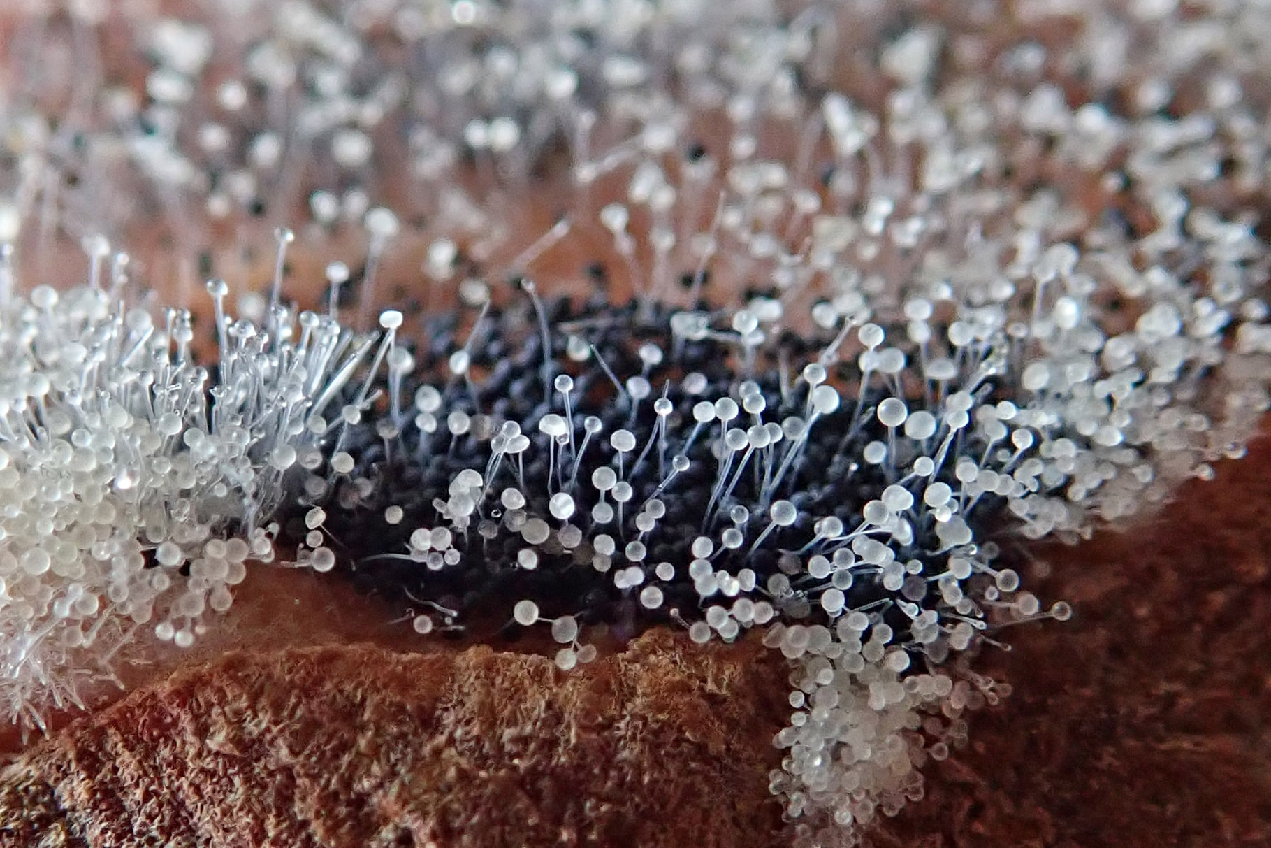 Pin mould | earthstar