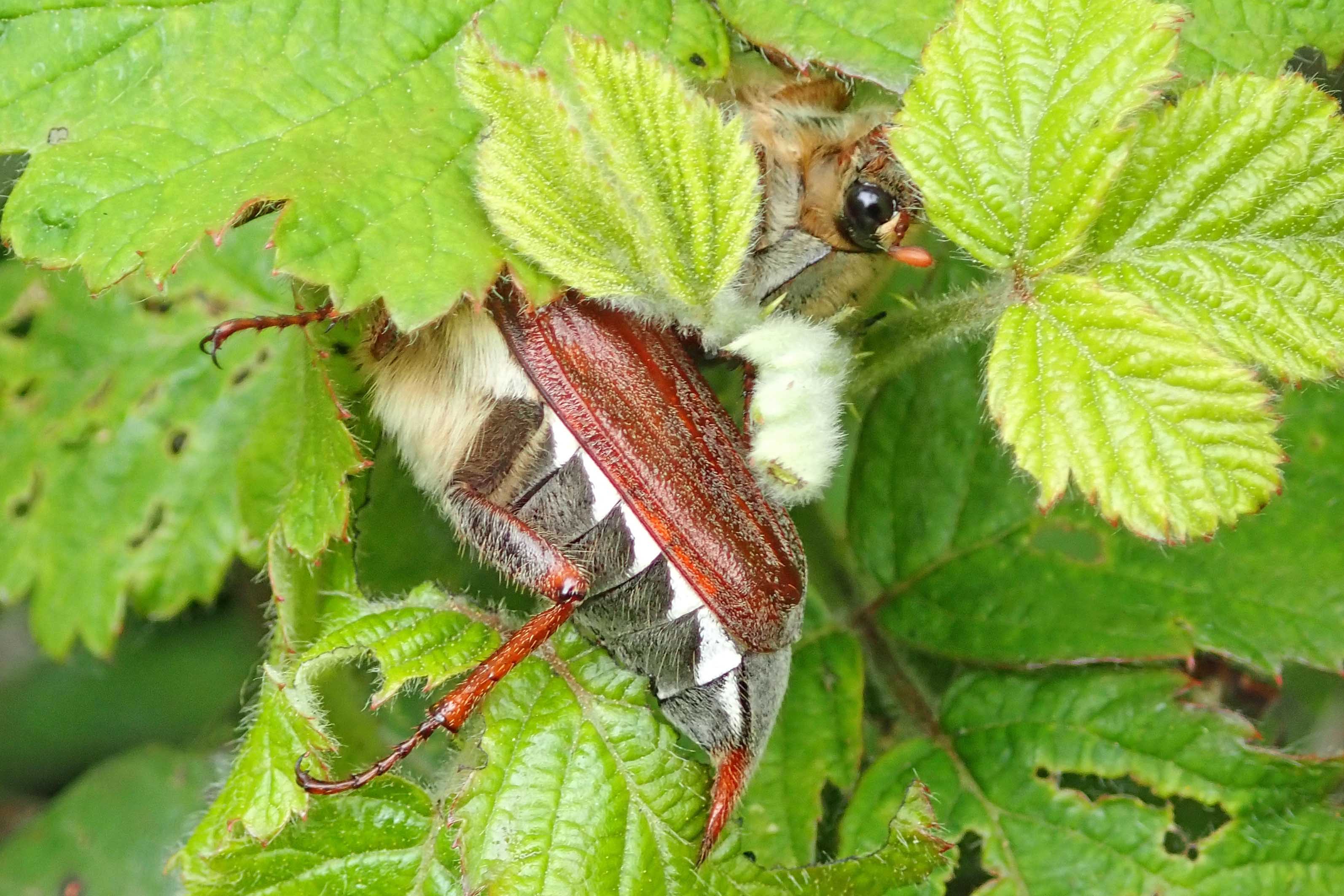May bugs | earthstar