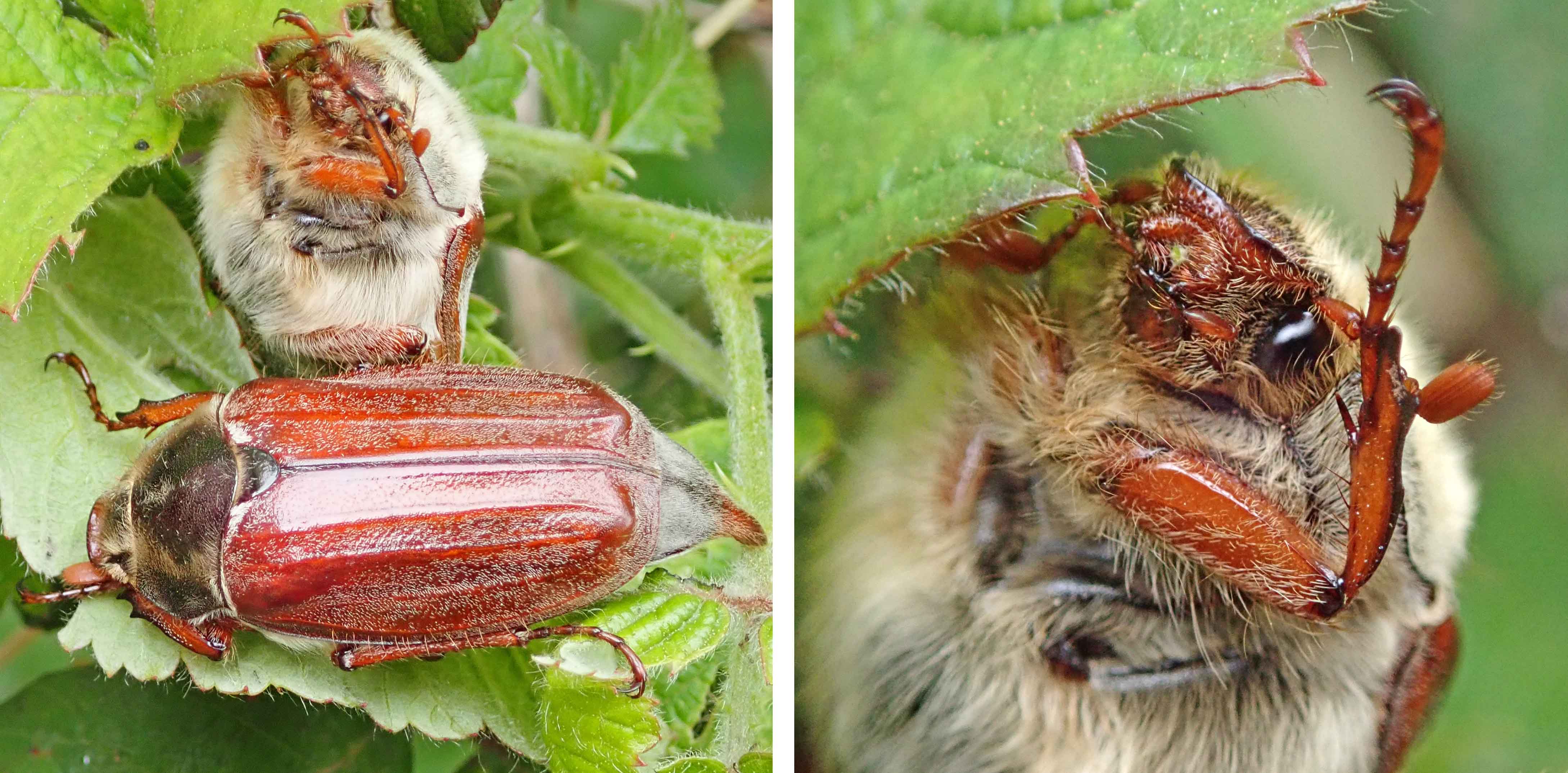 May bugs | earthstar