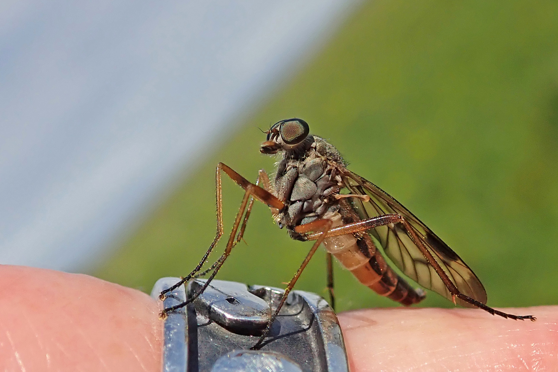 A snipe fly hitches a ride | earthstar
